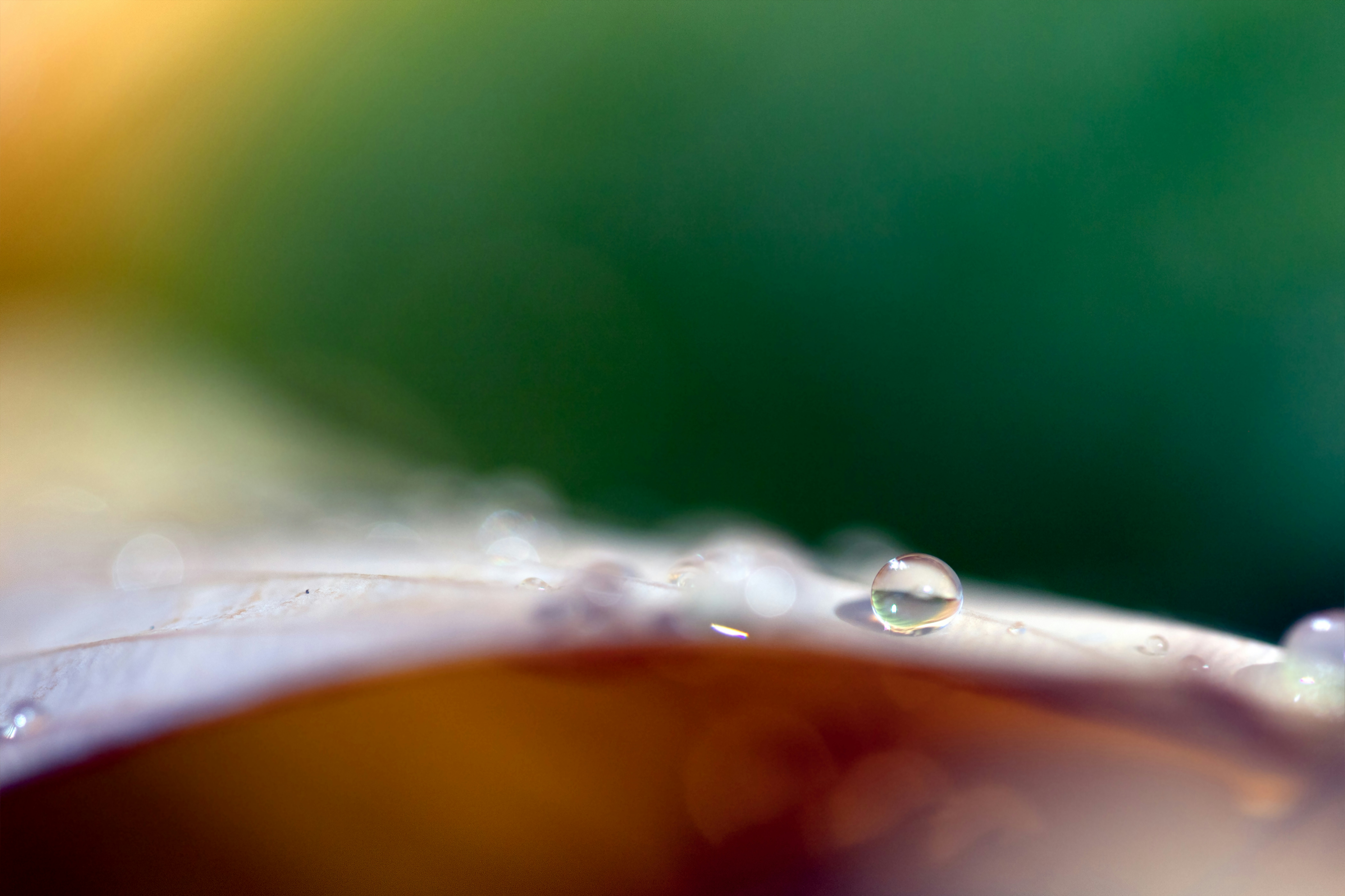 Foto Rocío de agua en hoja verde – Imagen Tranquilo gratis en Unsplash