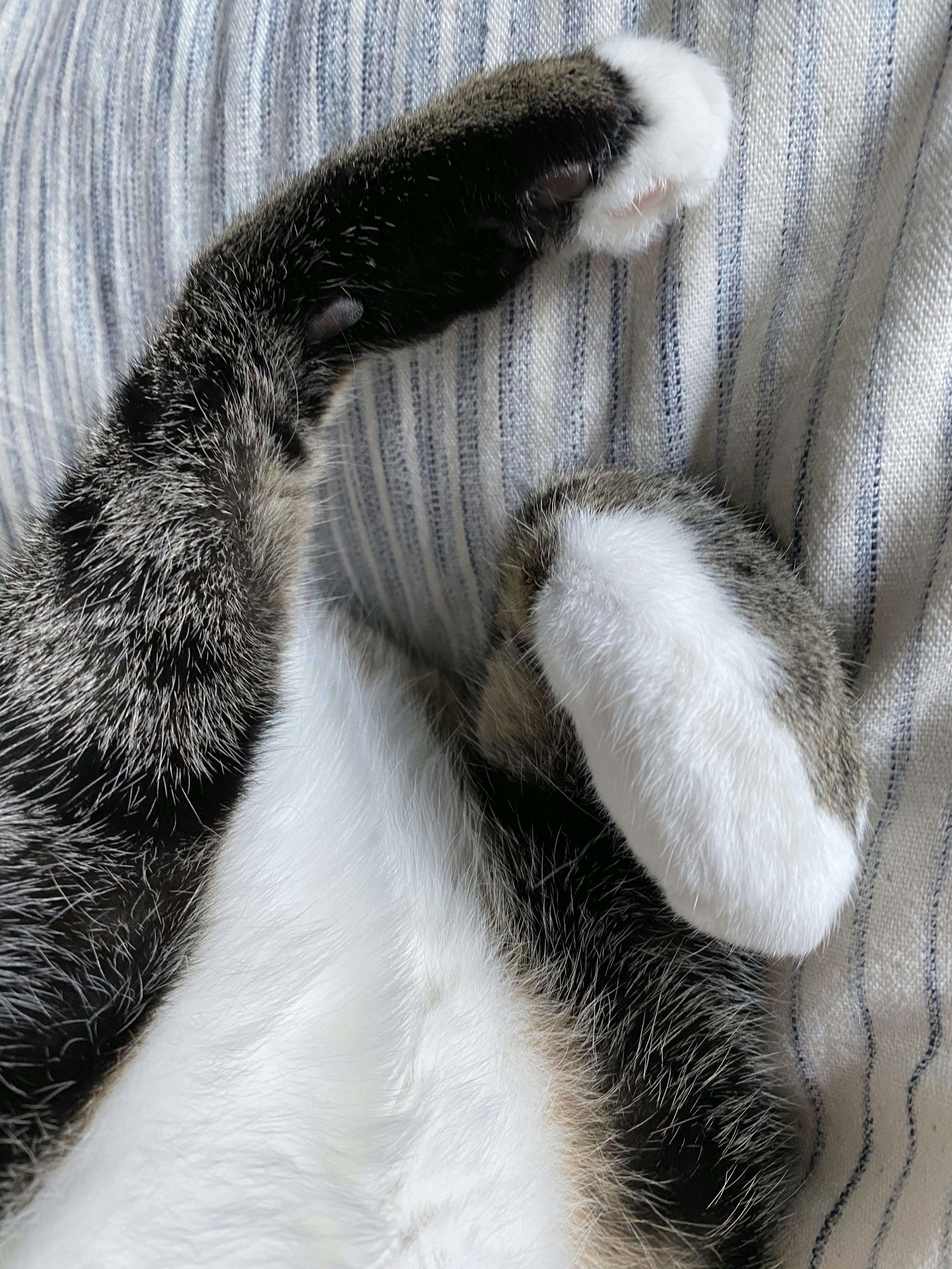 Striped Linen, Soft Paws: A Quiet Close-Up of Feline Limbs