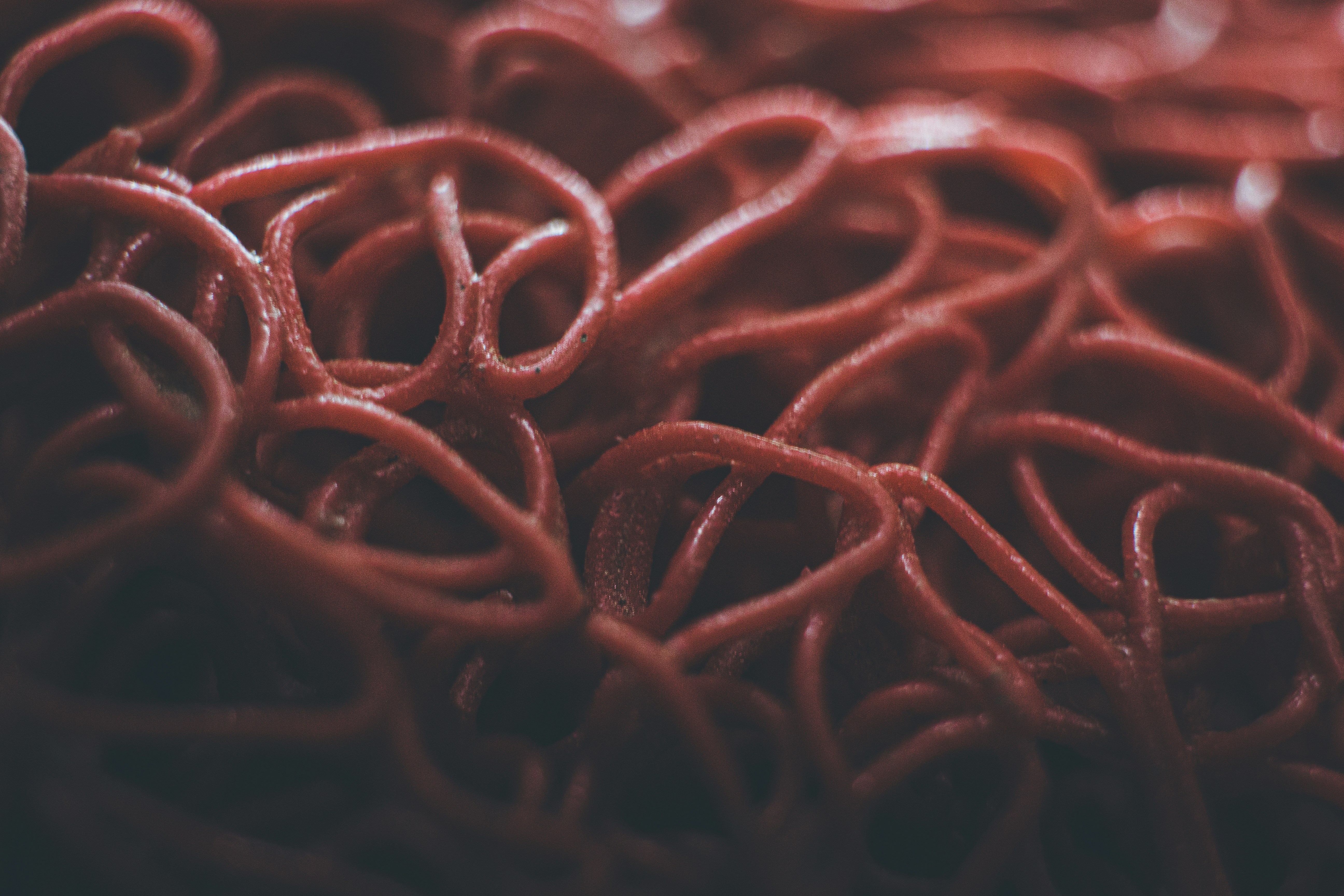 Feu rouge en gros plan photo – Image gratuite de Nourriture sur Unsplash