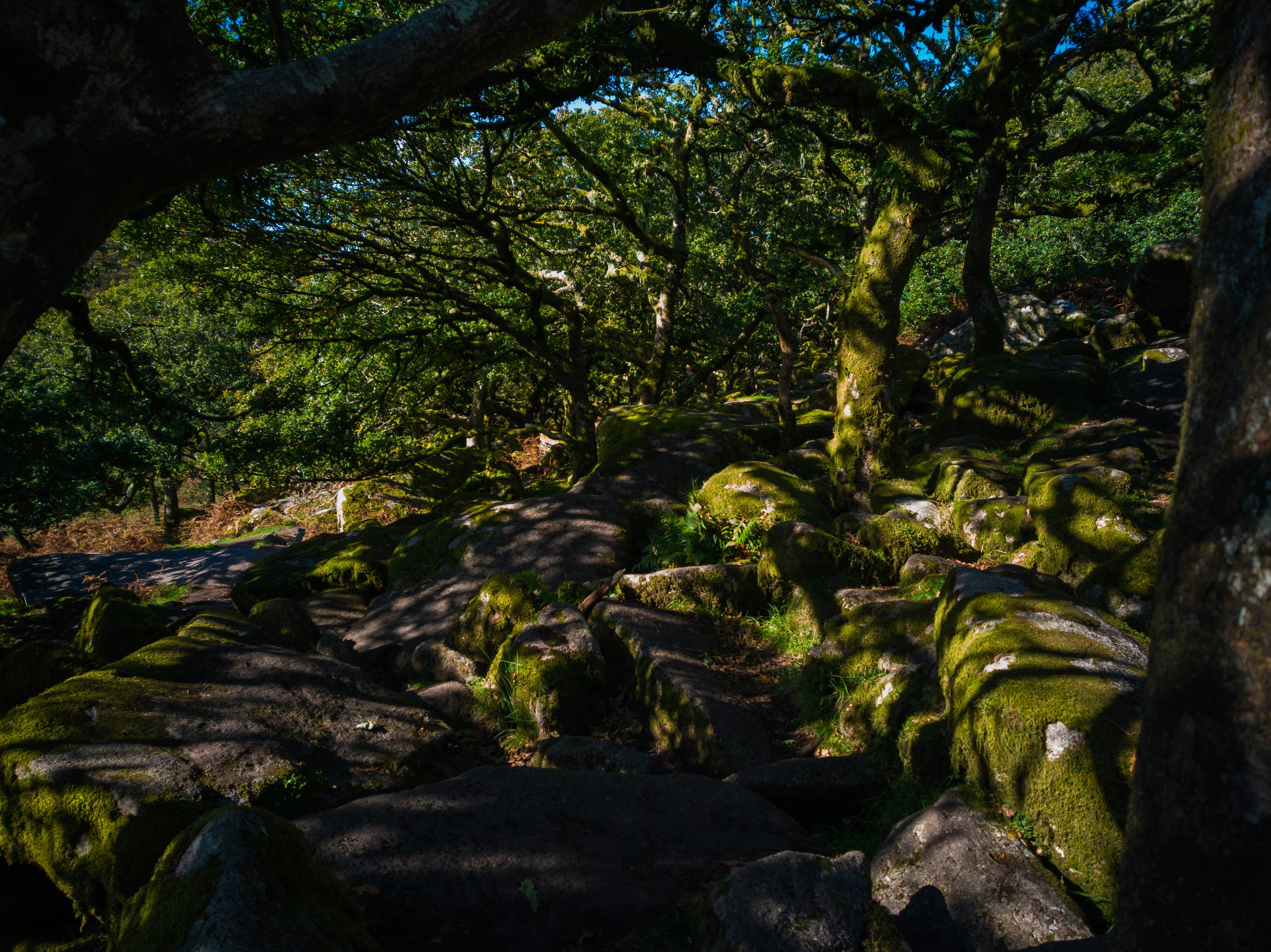 Sun-dappled moss-covered rocks nestled beneath a canopy of trees, revealing nature's serene beauty.