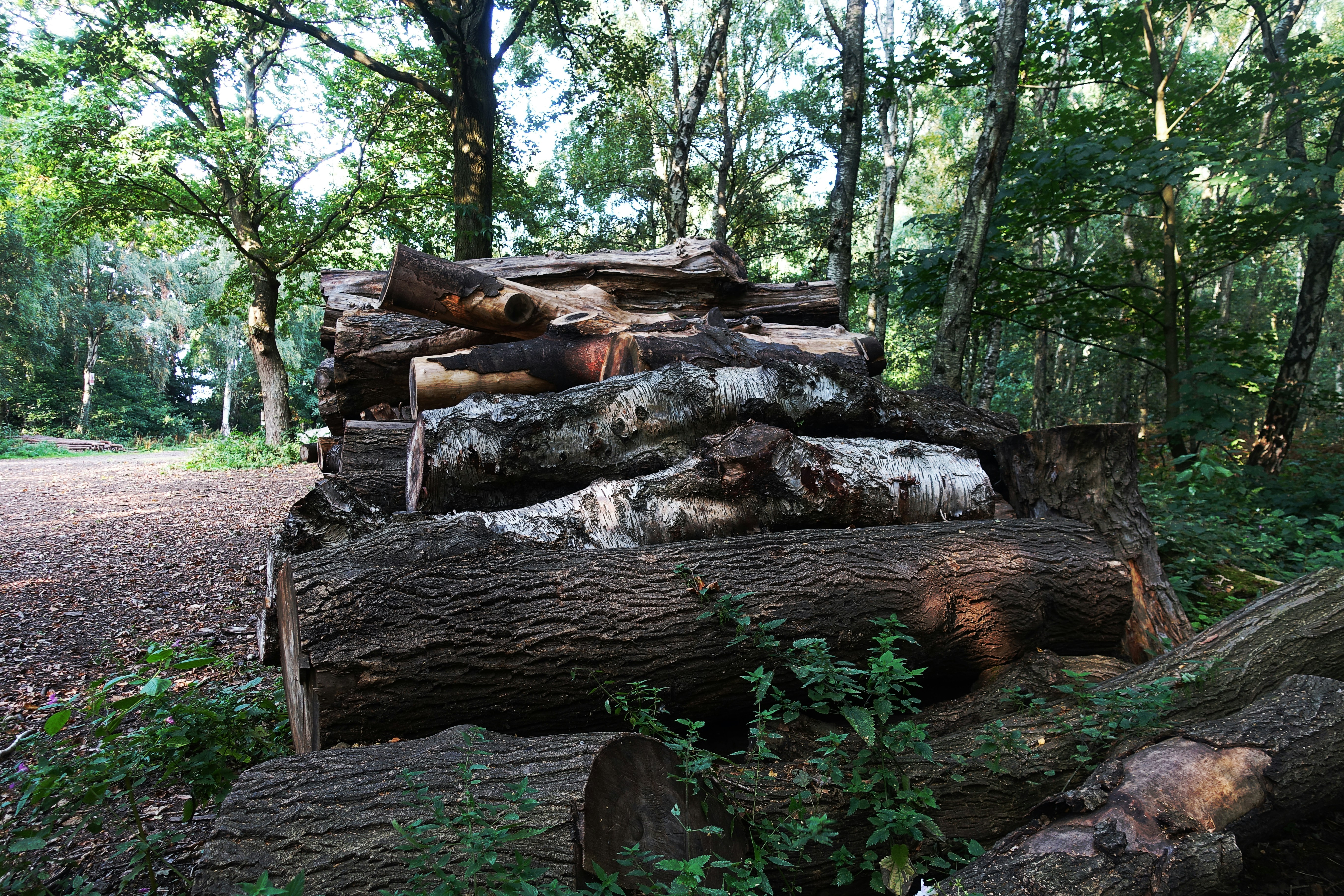 Tree Log Pictures | Download Free Images on Unsplash