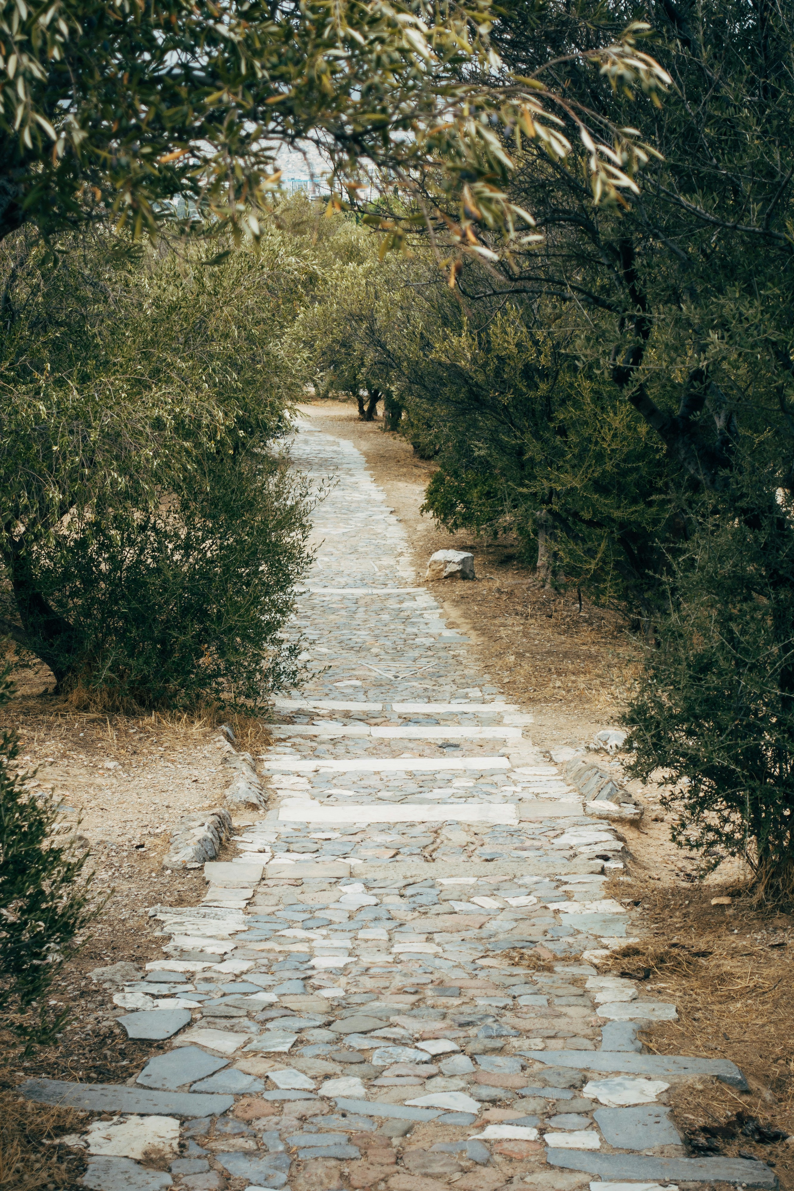 Gray concrete pathway between green trees during daytime photo – Free ...
