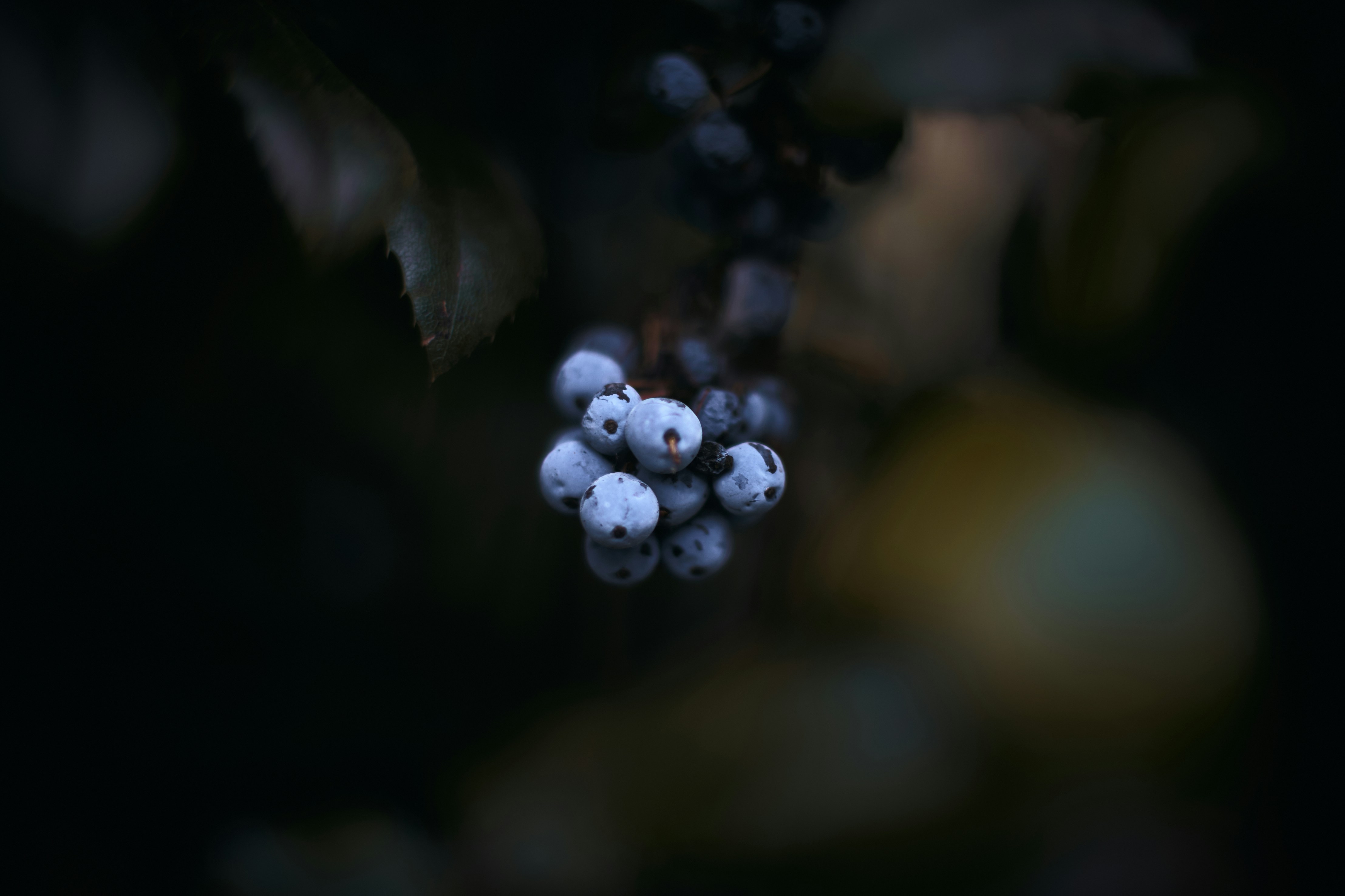 Frosted Cluster in Velvet Night