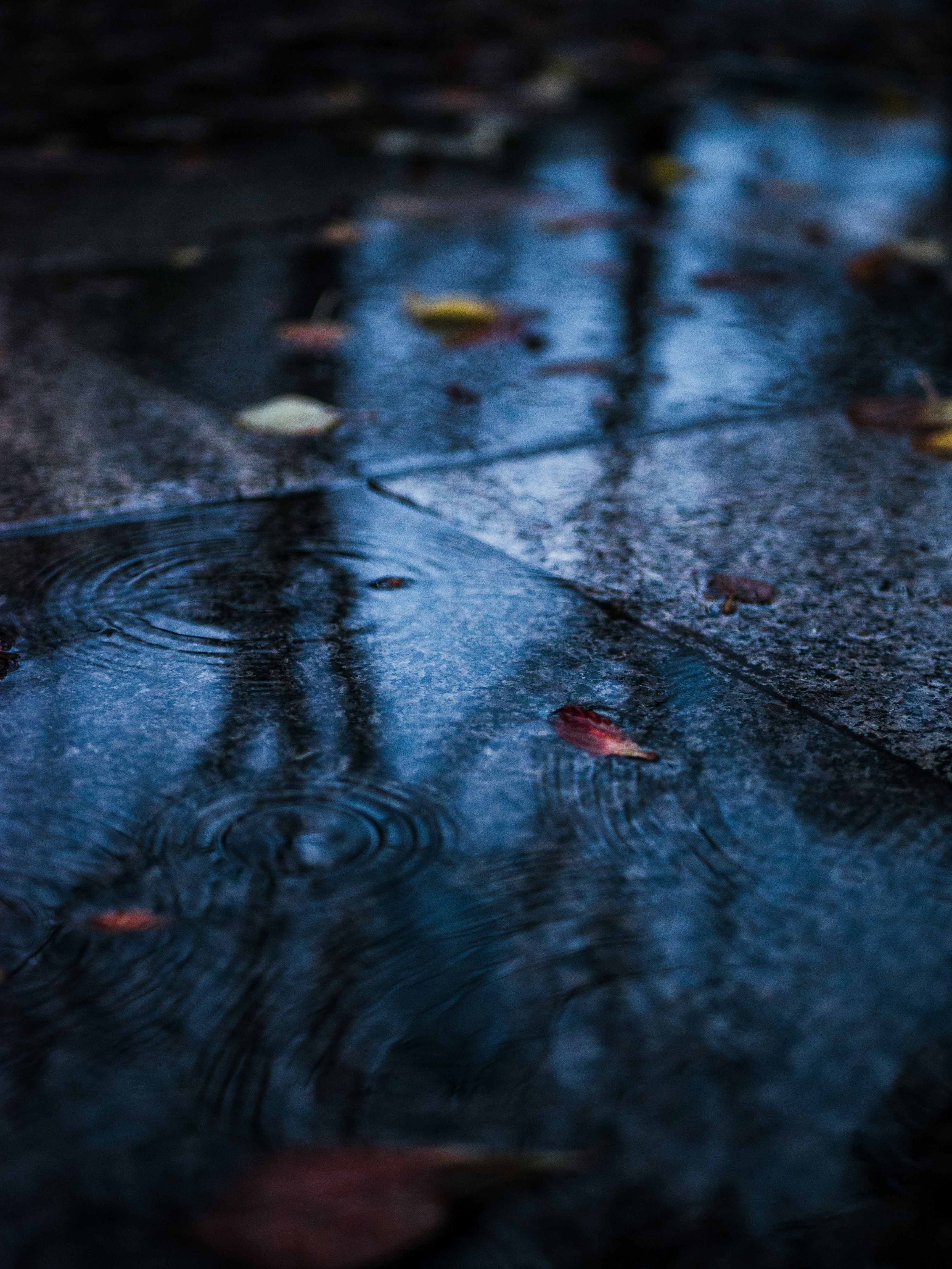 Red and black butterfly on black concrete floor photo – Free Blue Image ...