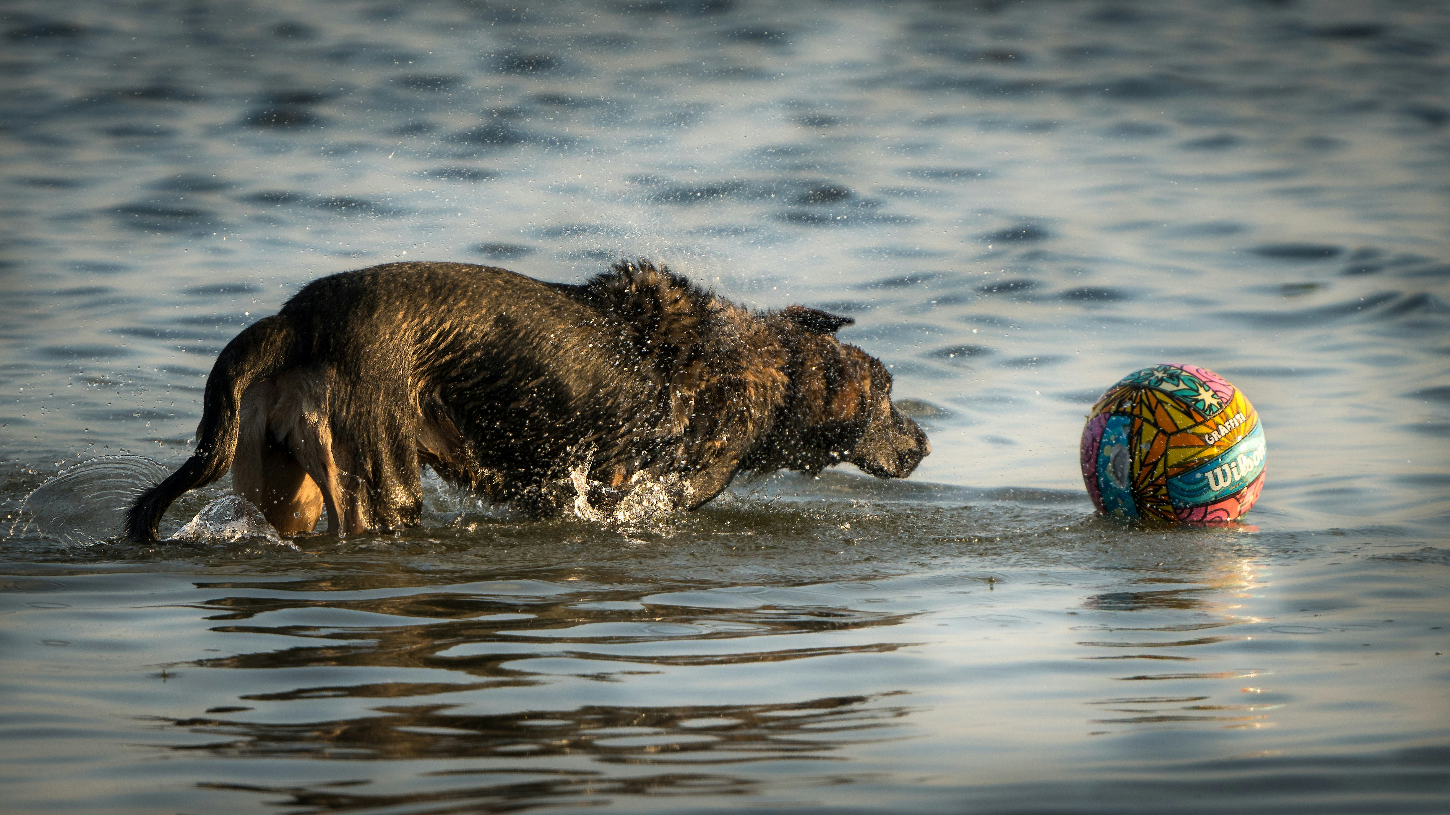 Ambush at the Ball: A Retriever Chases a Playful Wave