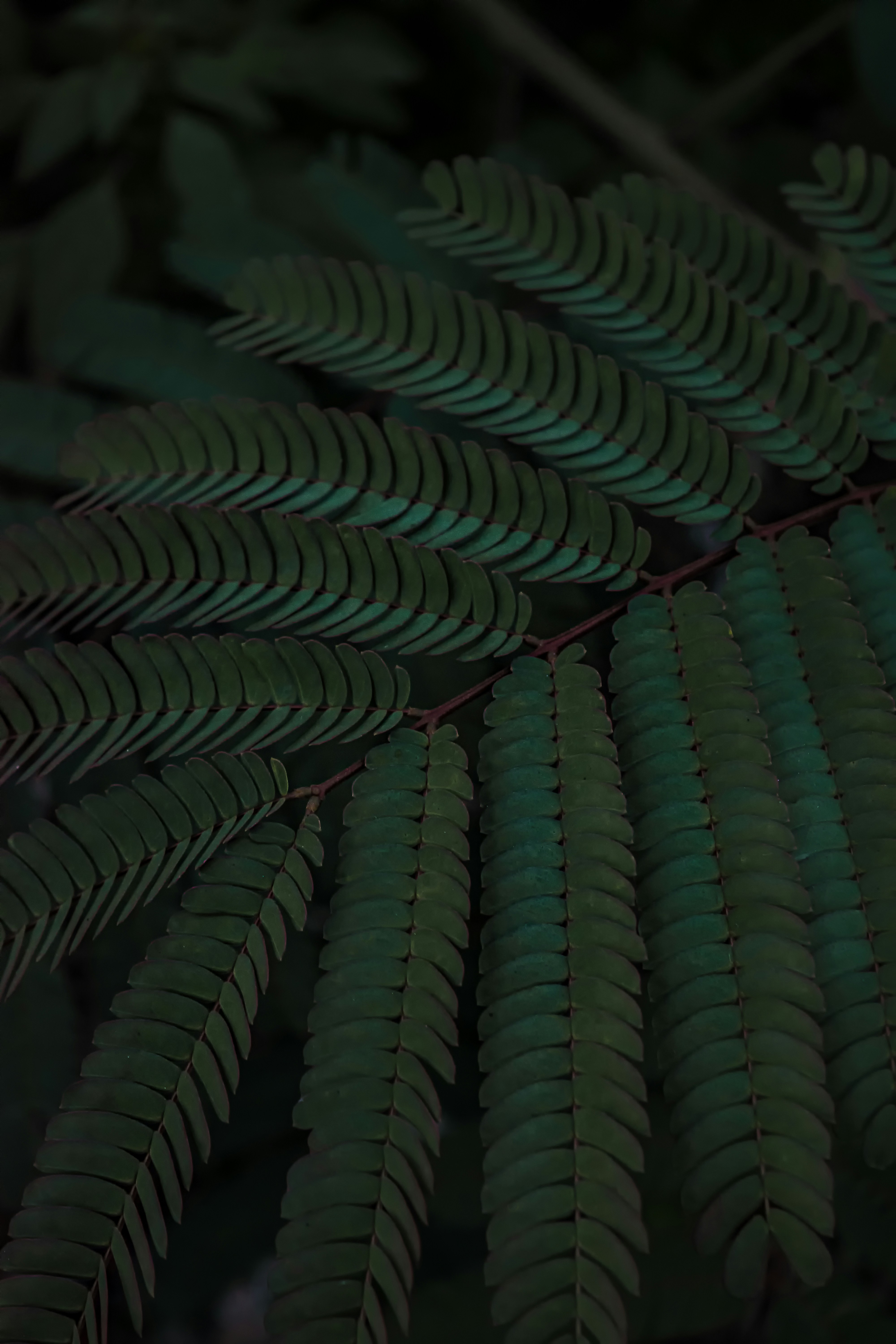 Plante à feuilles vertes et rouges photo – Photo Plante Gratuite sur ...