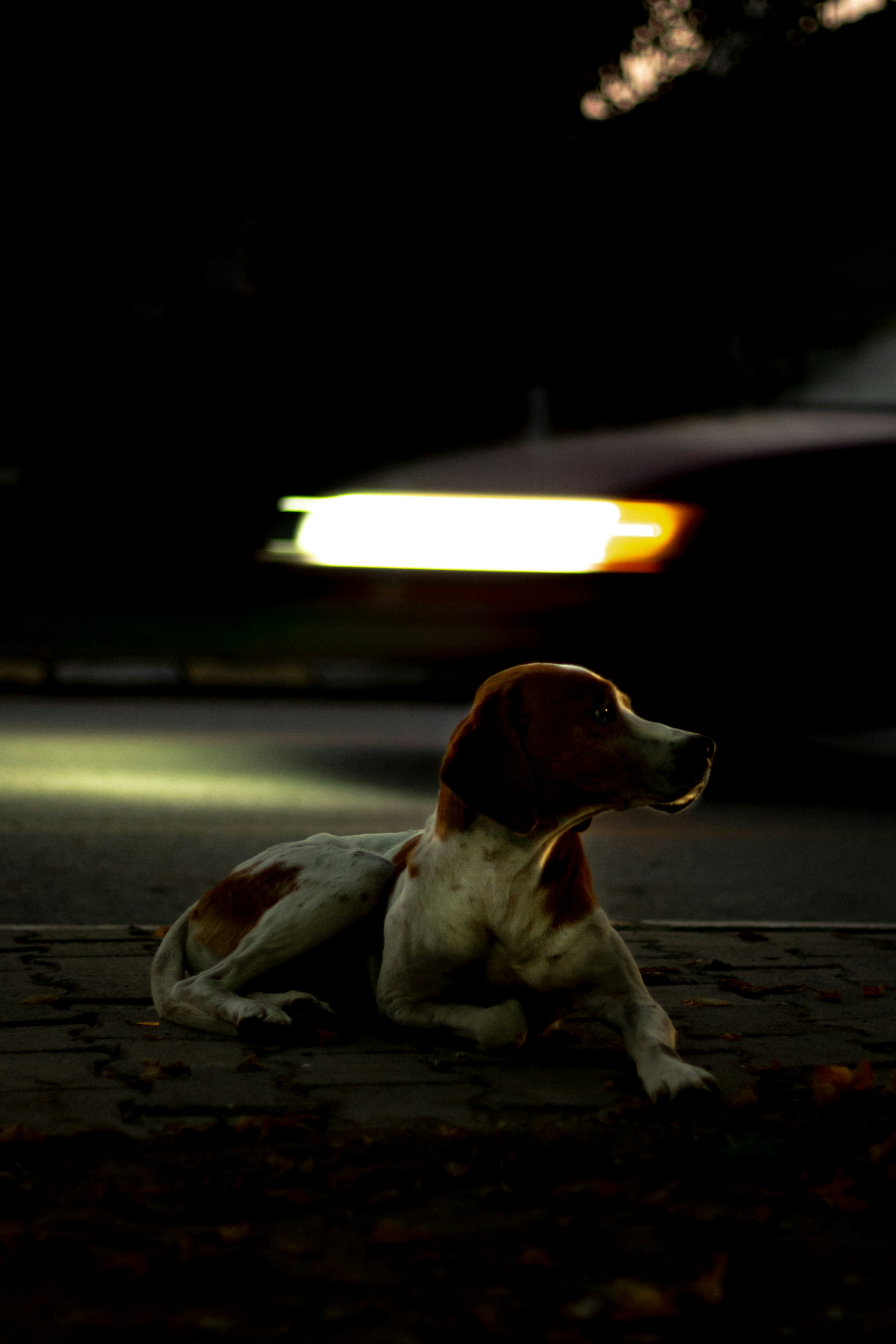 Beagle at Dusk: Resting on the Curb as Headlights Blur Past