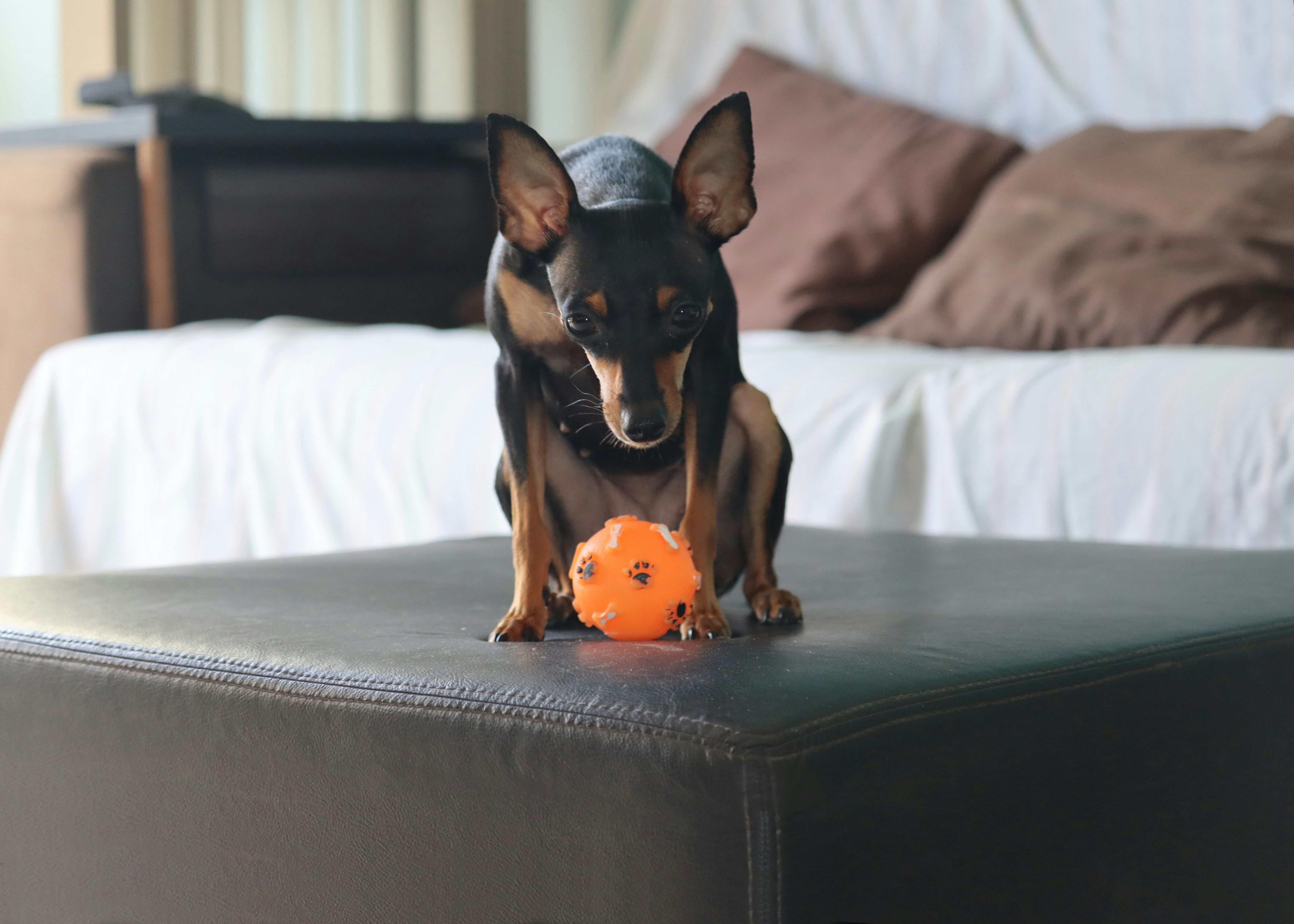 Playful Standoff: Pup and Ball on Leather