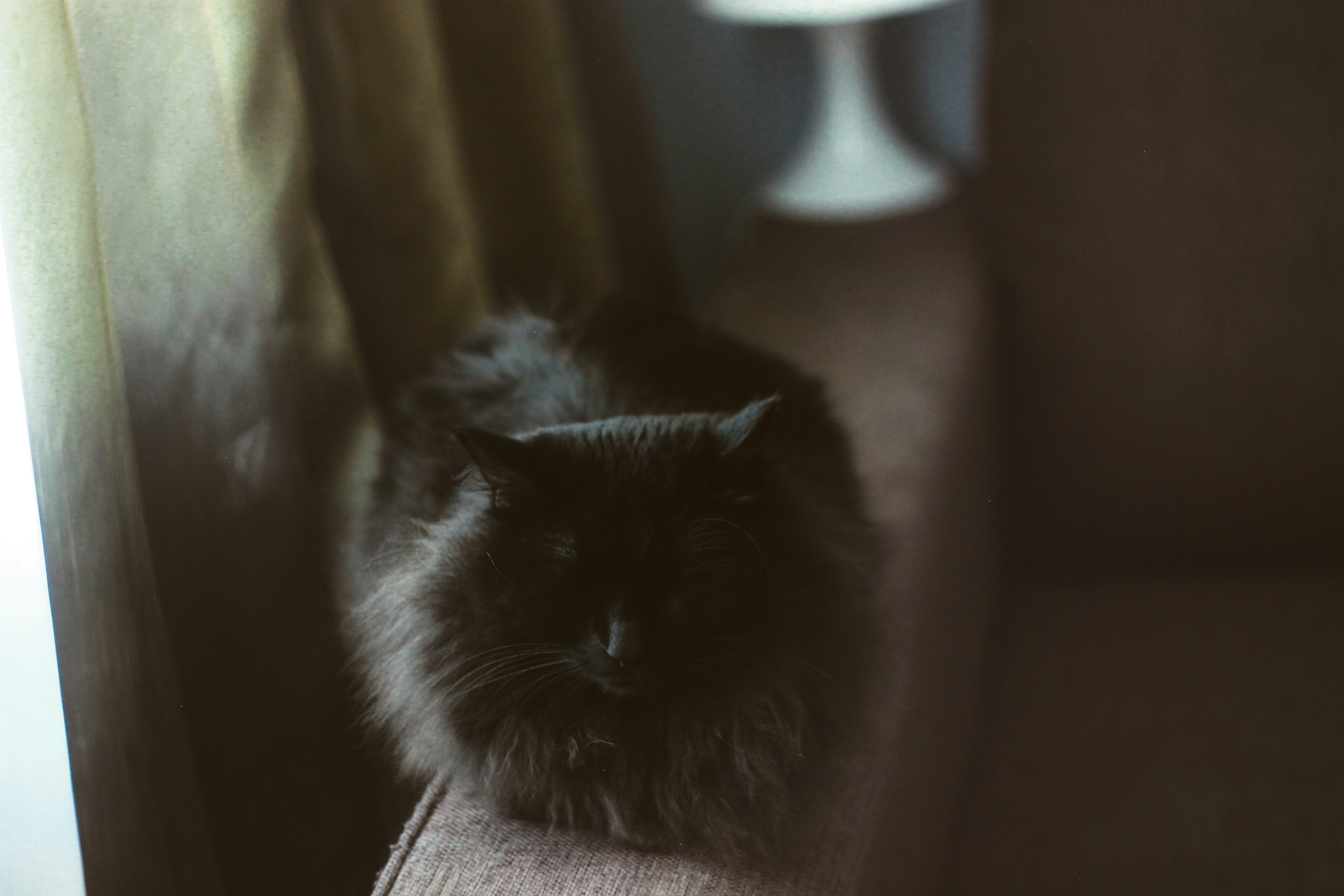 A black cat resting peacefully on the arm of a couch, with soft light filtering through sheer curtains, creating a serene atmosphere.