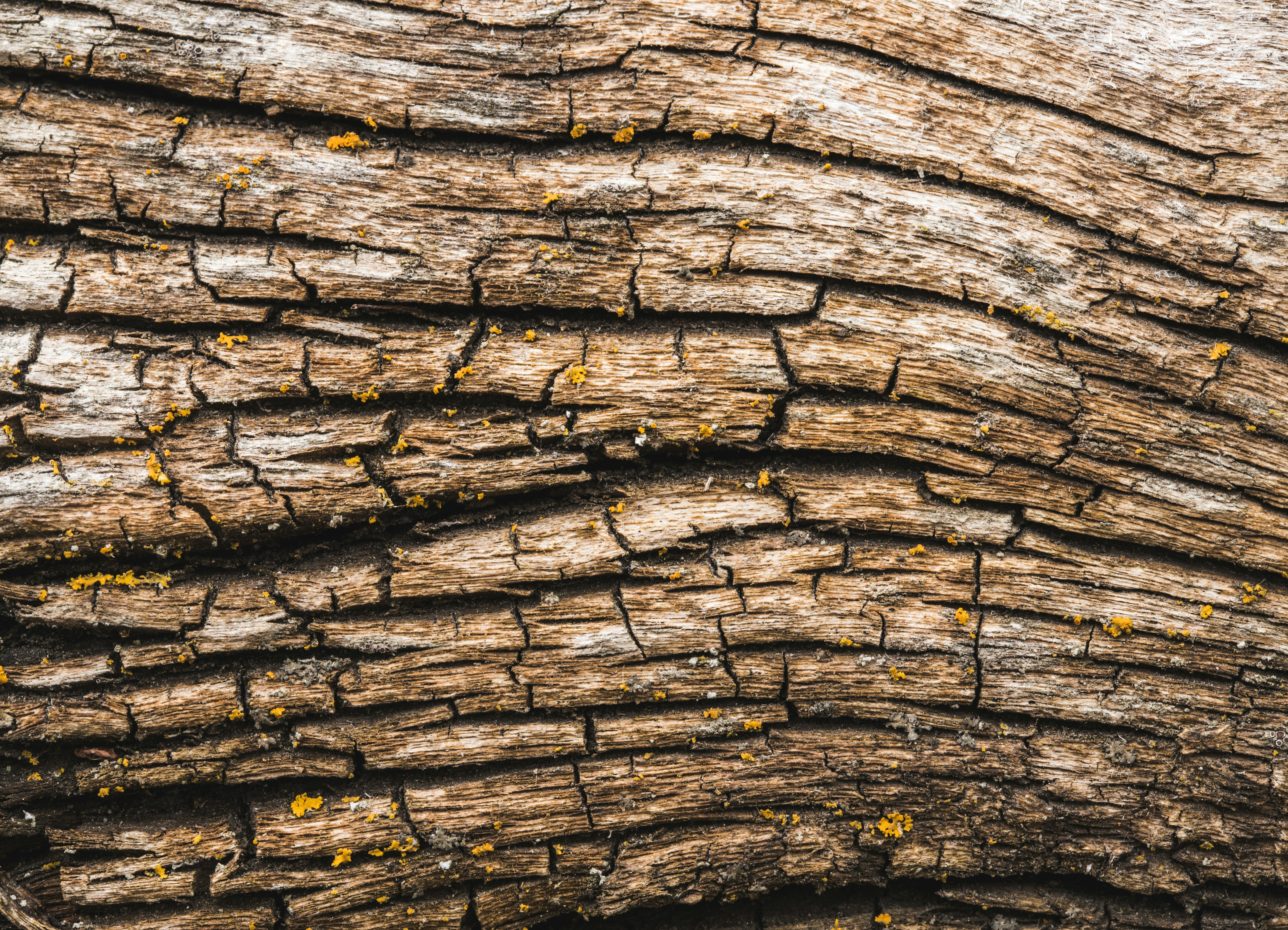Brown and black tree trunk photo – Free Wood Image on Unsplash