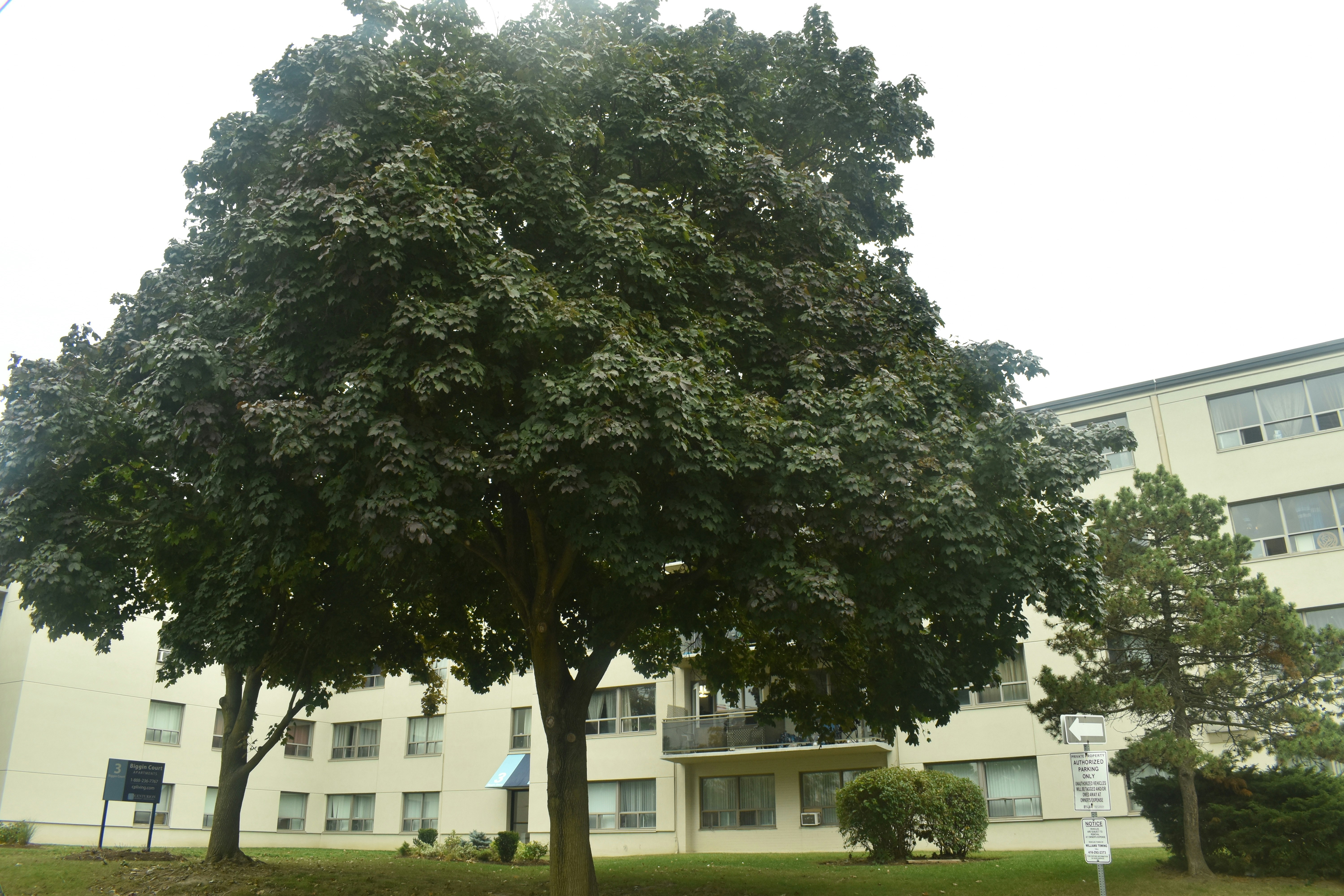 Majestic Campus Oak Framing a Quiet Dormitory