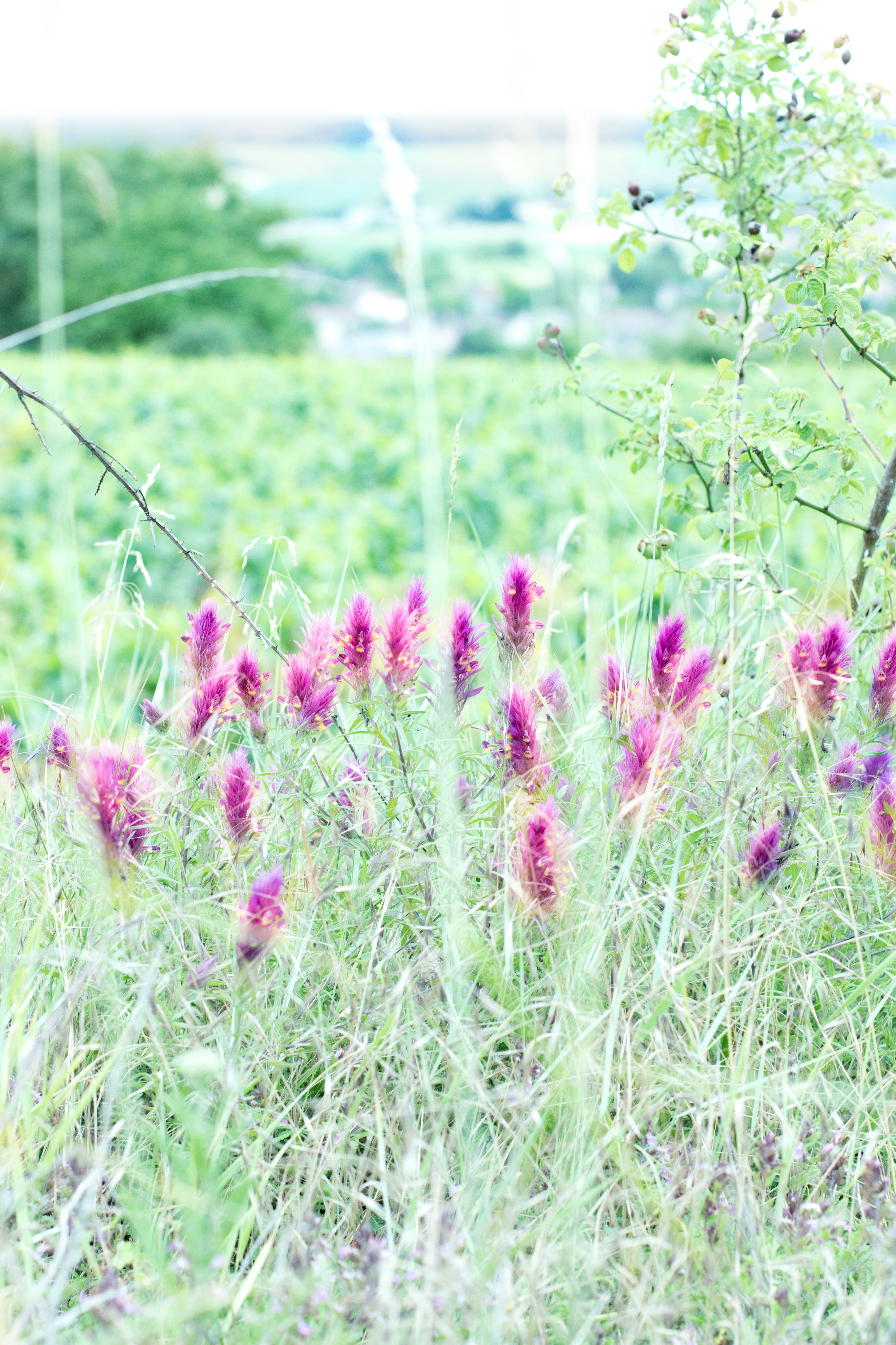Vibrant purple wildflowers bloom amidst tall grasses, set against a blurred backdrop of rolling green hills. The scene captures the essence of natural beauty and tranquility.
