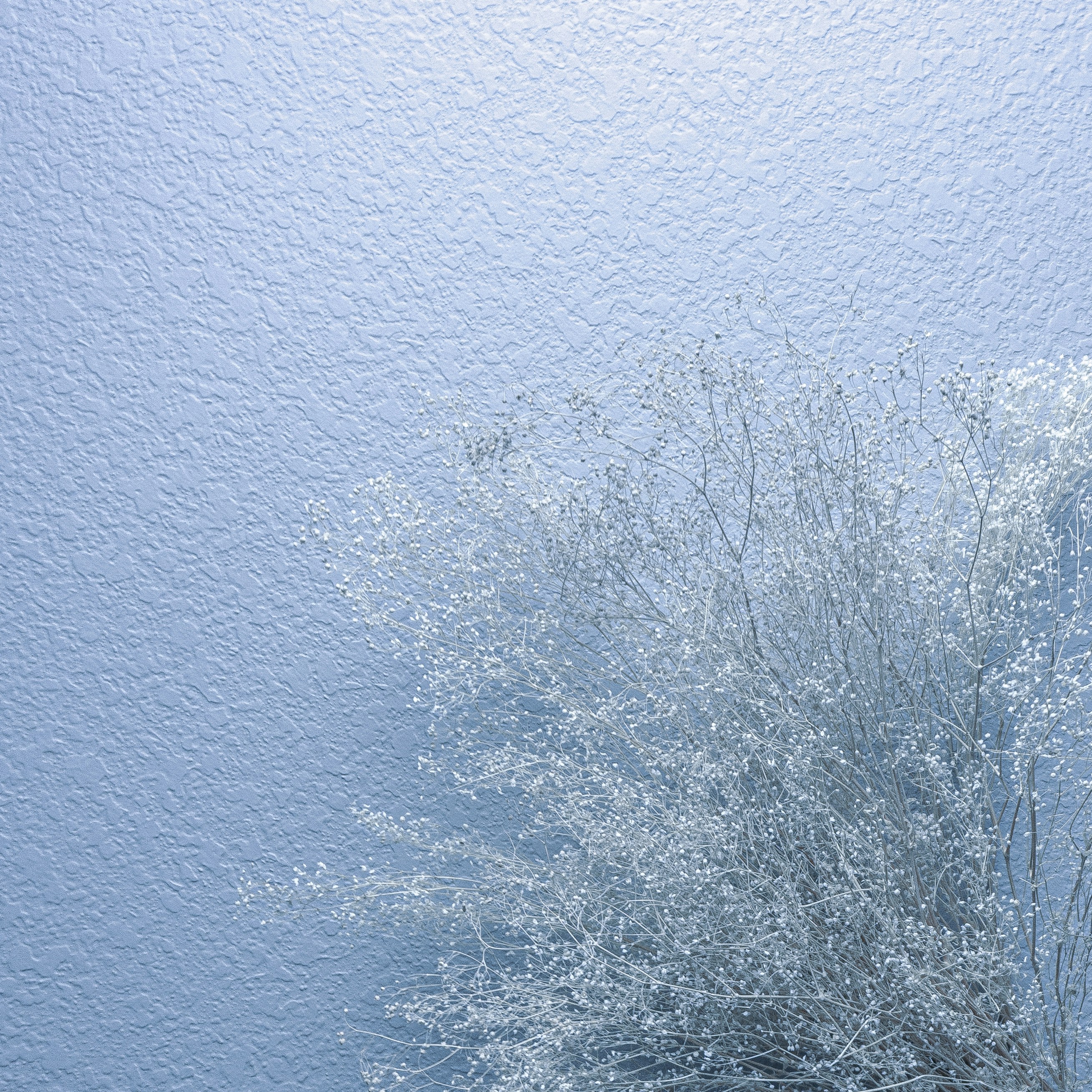 Delicate frost-laden branches stretch against a textured blue backdrop, embodying the serene beauty of winter's touch.