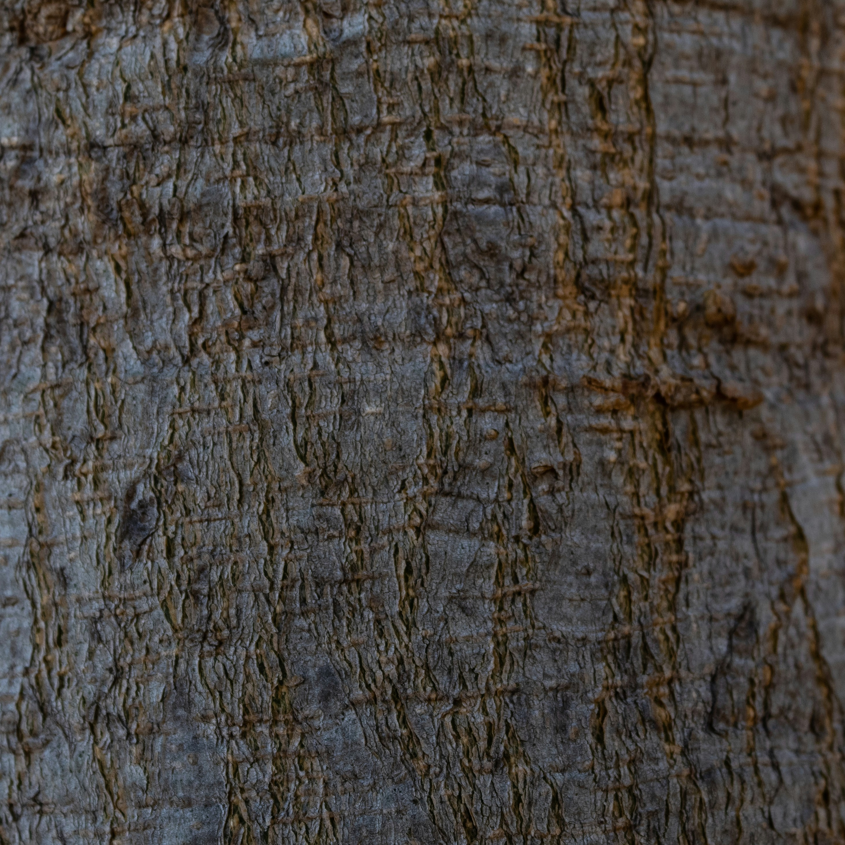 Bark Texture Pictures | Download Free Images on Unsplash