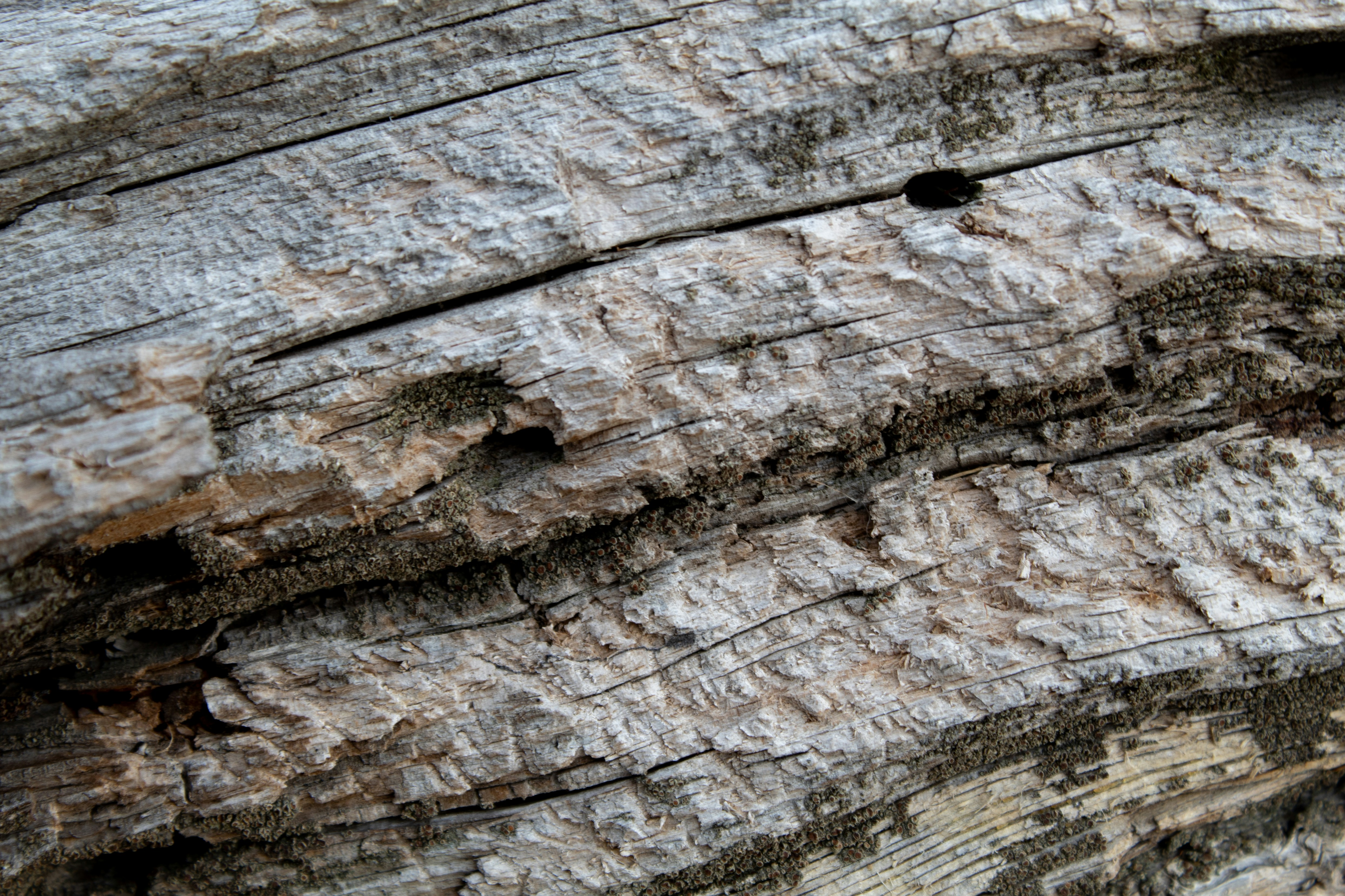 Close-up of weathered wood showcasing intricate textures and natural patterns. The image highlights the beauty of organic decay.