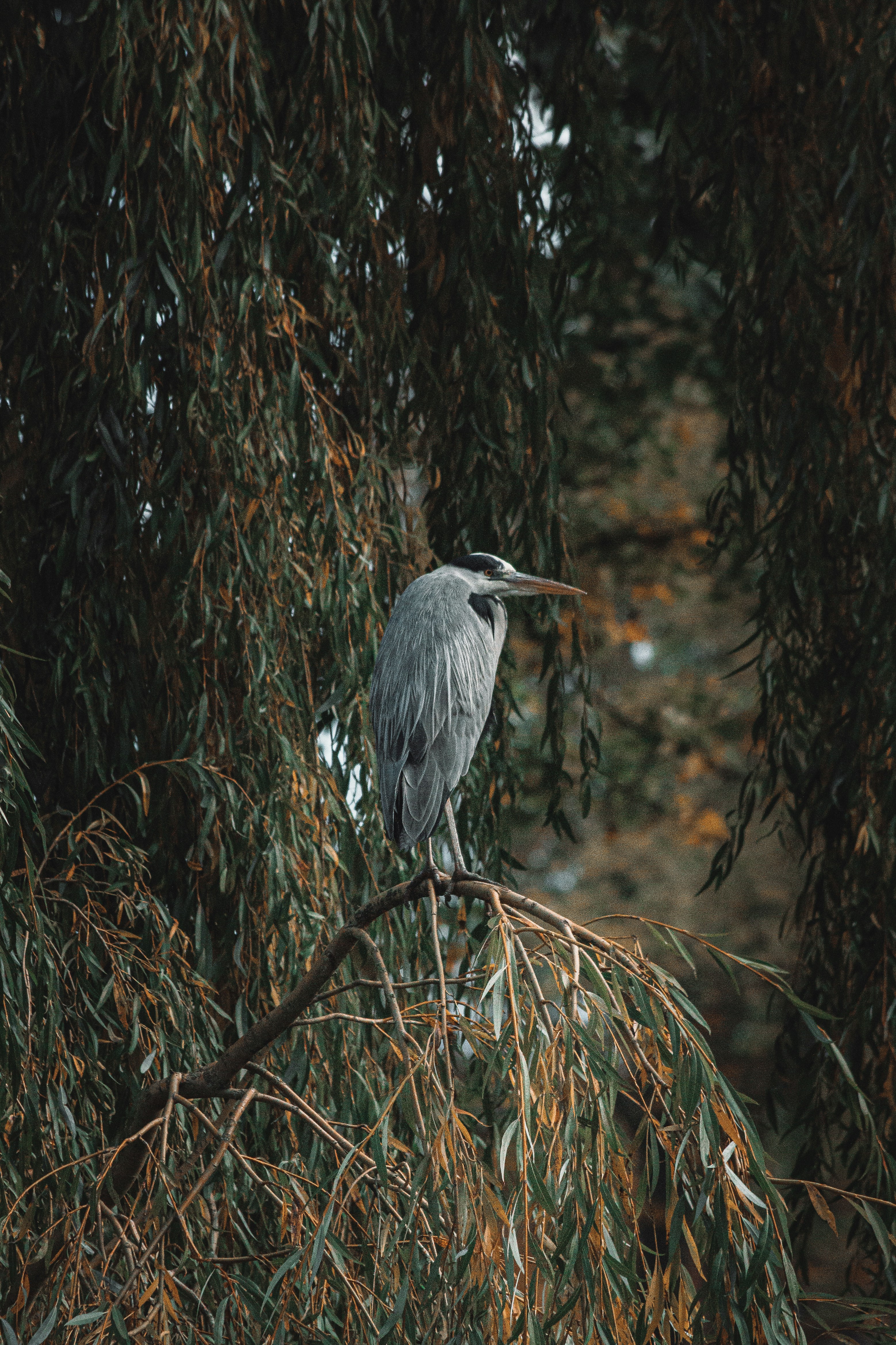 Grey Heron on a Weeping Willow: Quiet Perch Amid Weaving Foliage