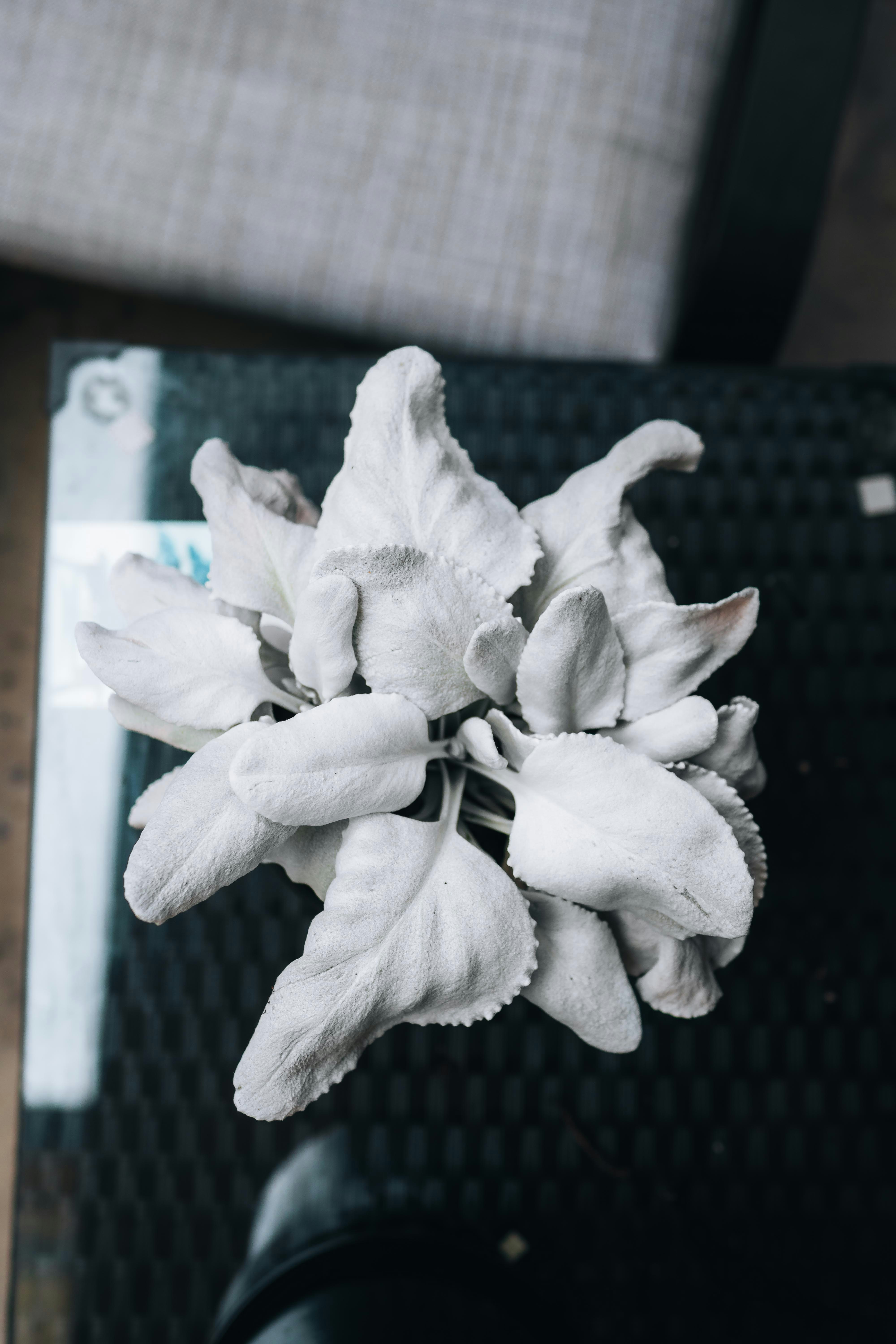 Powdery Succulent Crown Resting on a Dark Terrace
