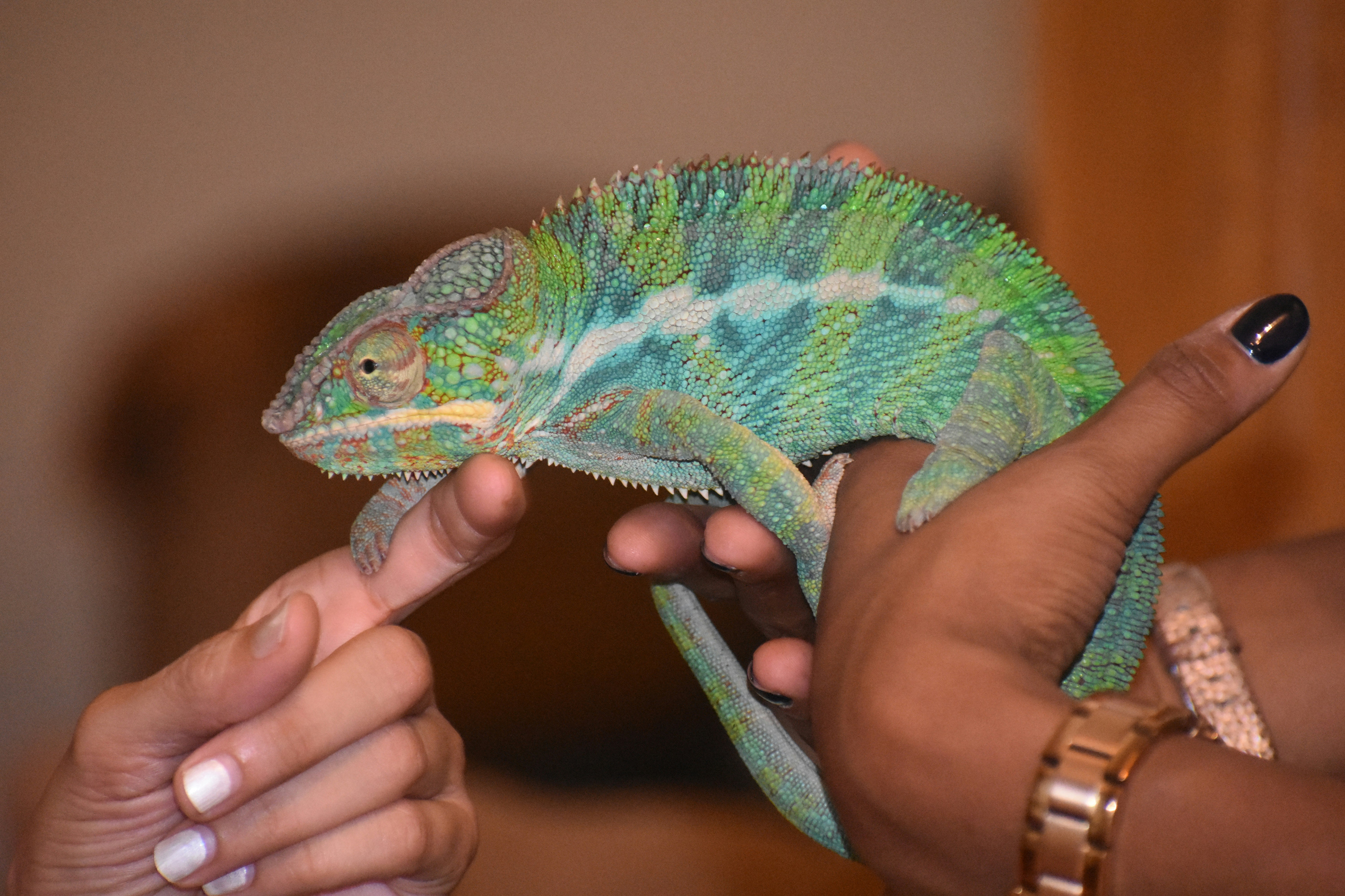 Green and brown chameleon perched on a person's hand, with fingers gently interacting.