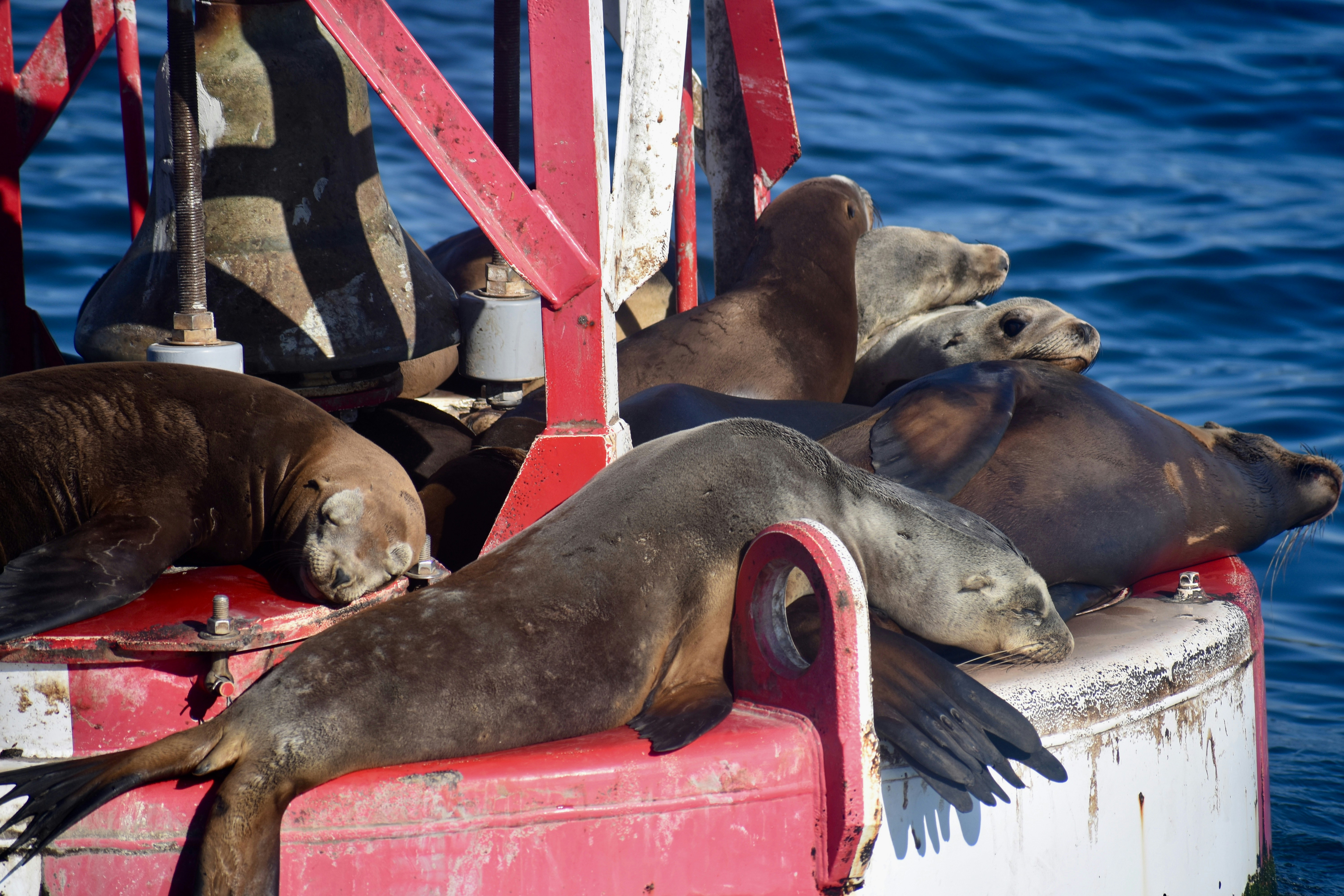 Sunlit Slumber on a Red Deck: Sea Lions Aboard