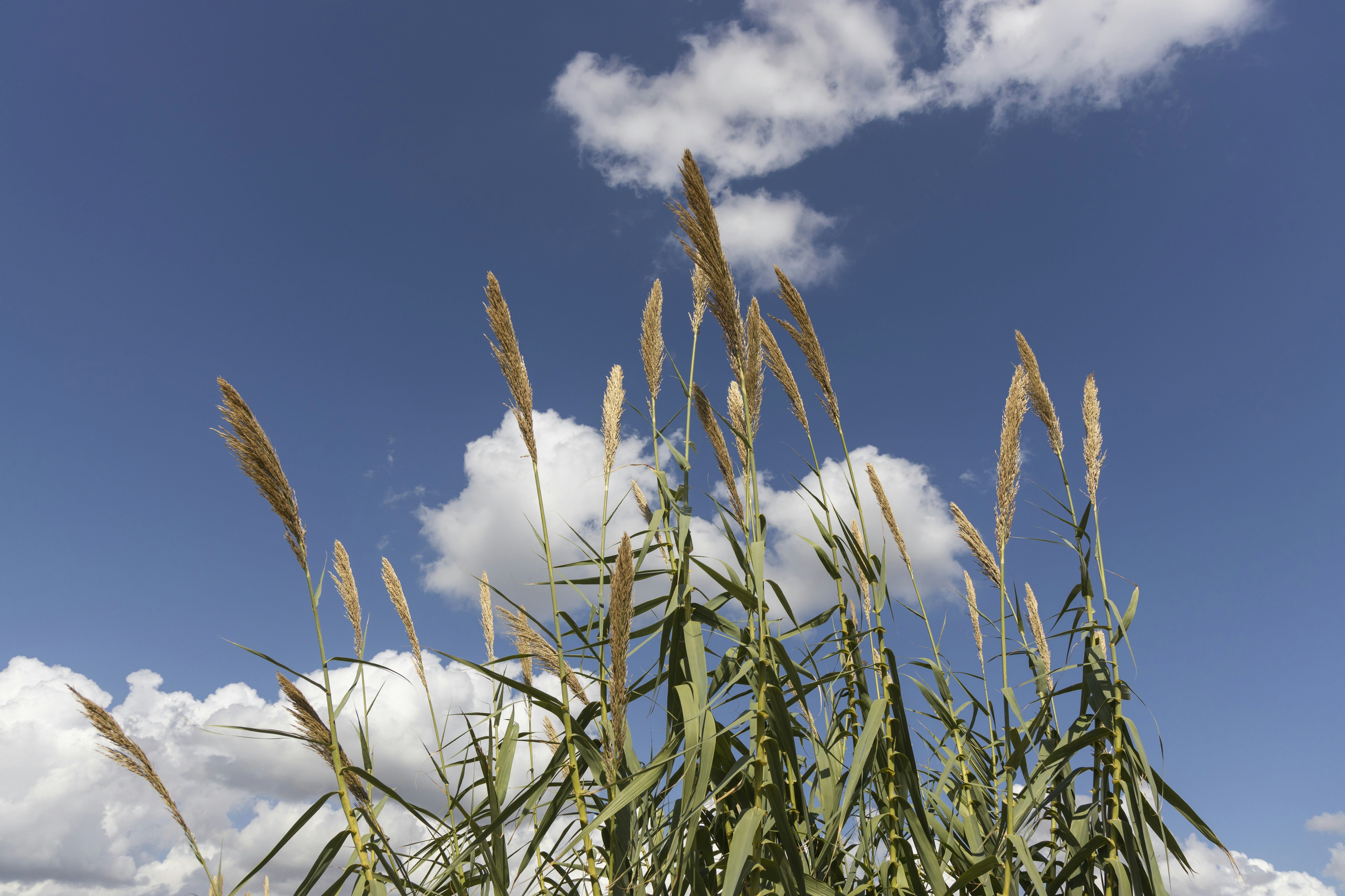 Golden grasses sway gently beneath a bright blue sky dotted with fluffy clouds.