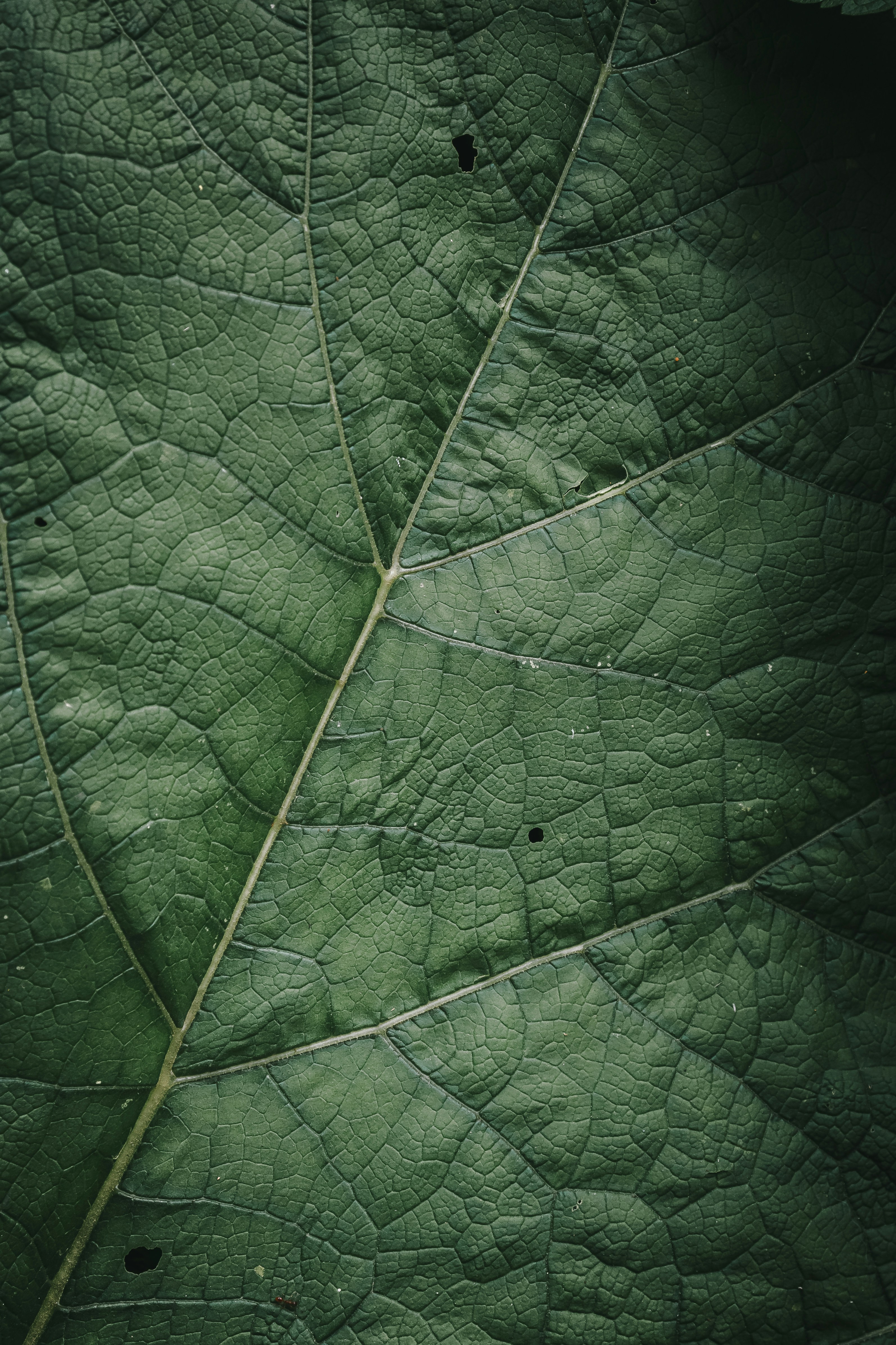 Close-up of a large green leaf showcasing intricate vein patterns and textures.