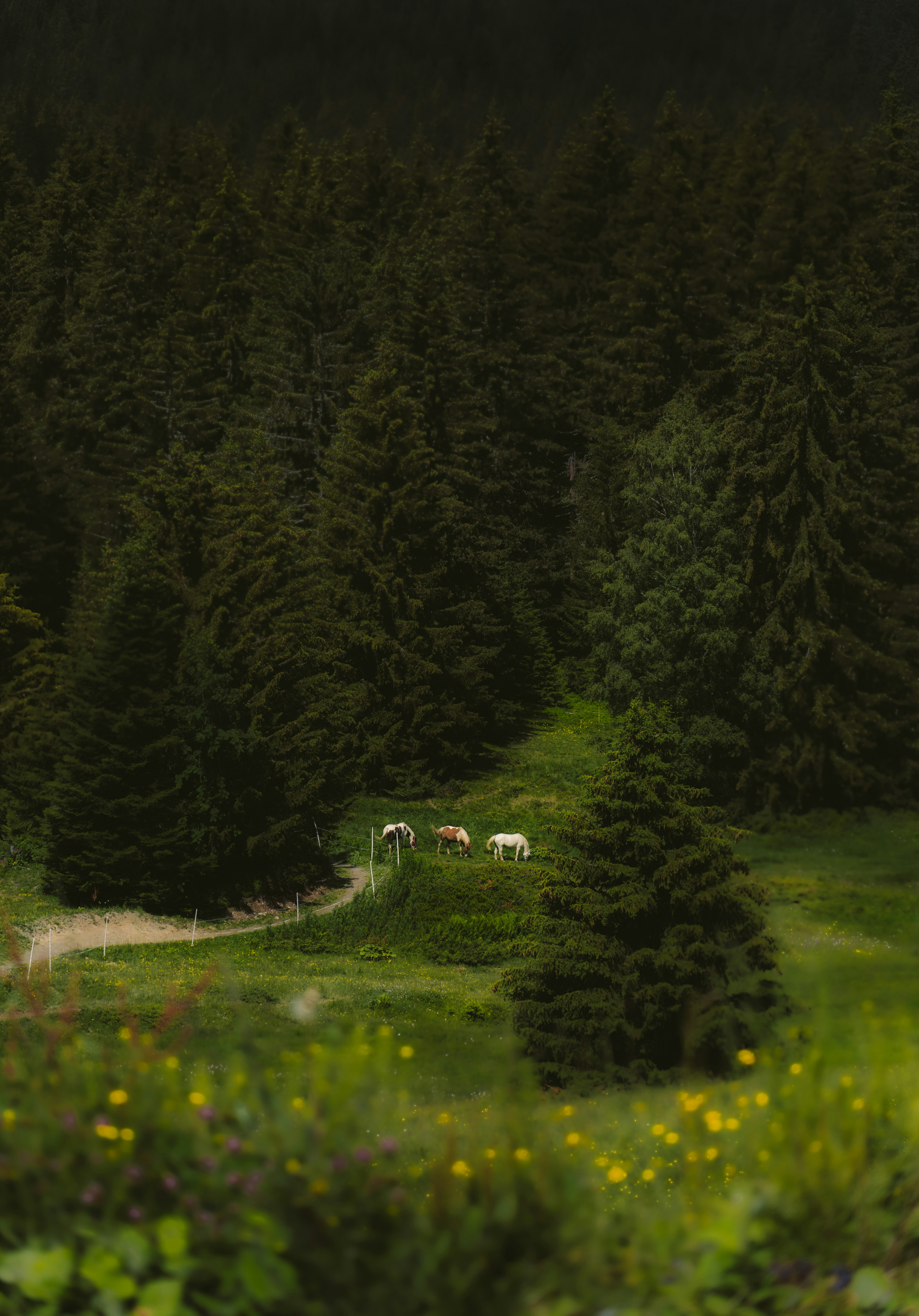 Green grass field surrounded by green trees during daytime photo – Free ...