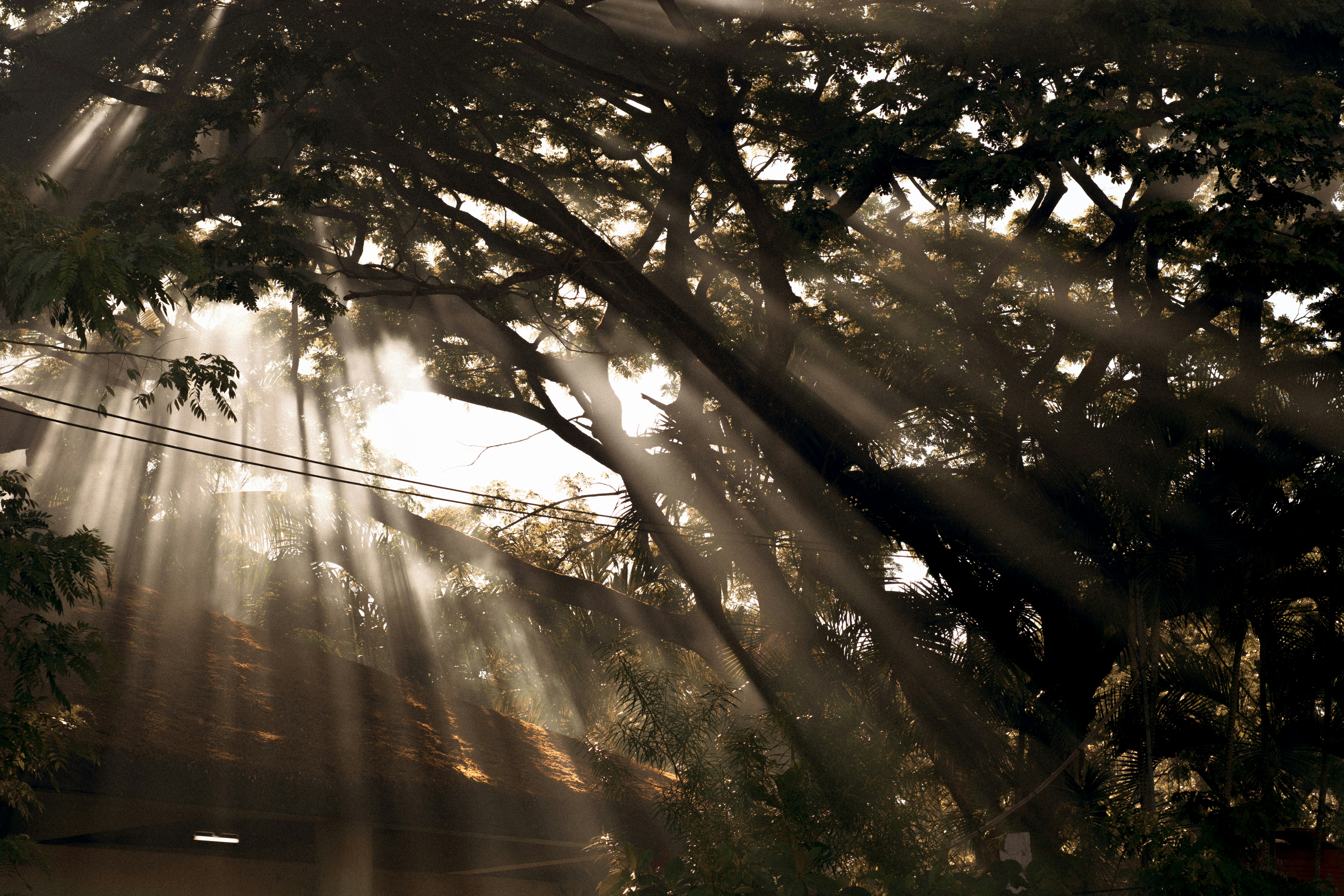 Sunlight streaming through tree branches, creating dramatic light rays in a forest setting.