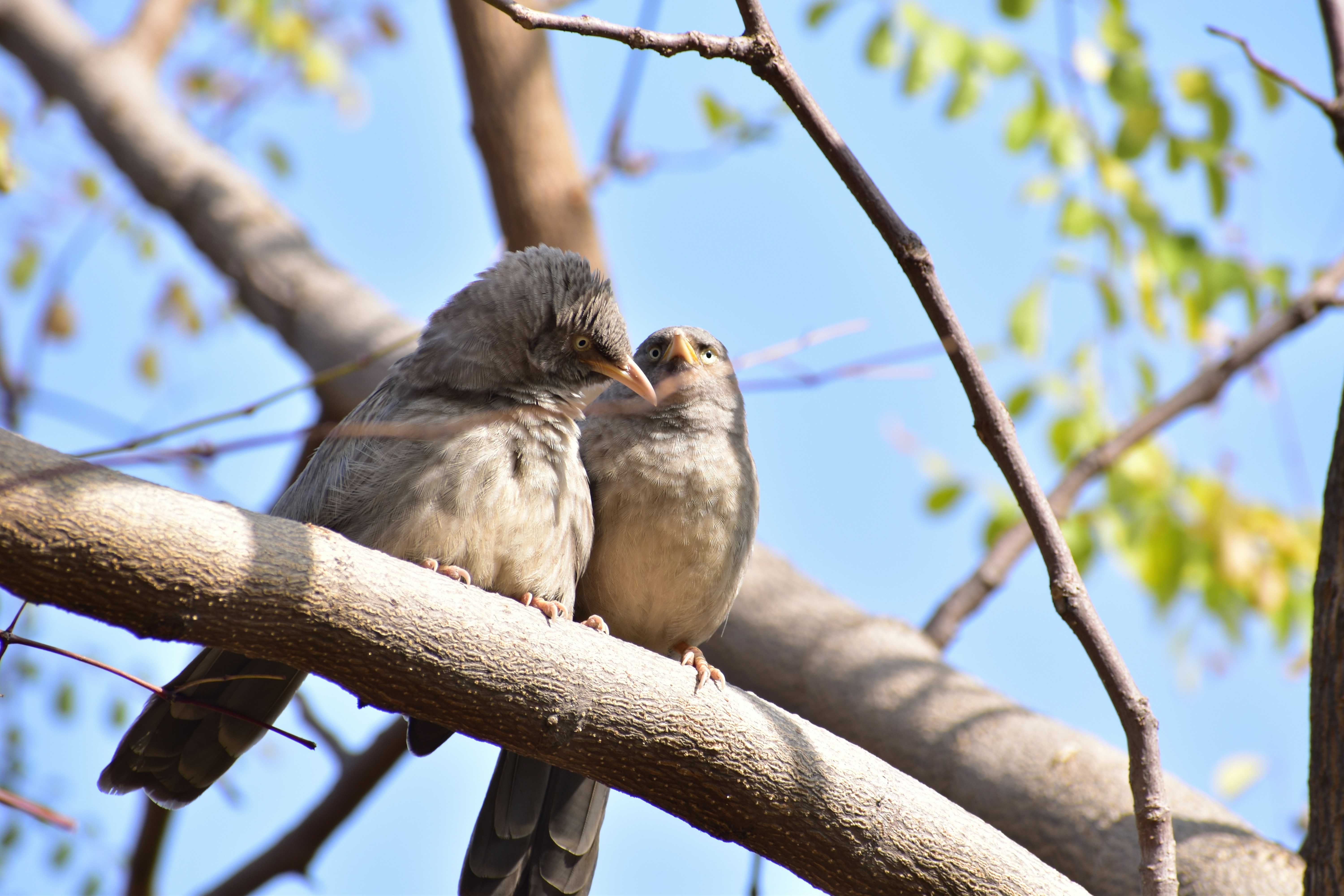 Two birds perched closely on a tree branch under a clear blue sky.