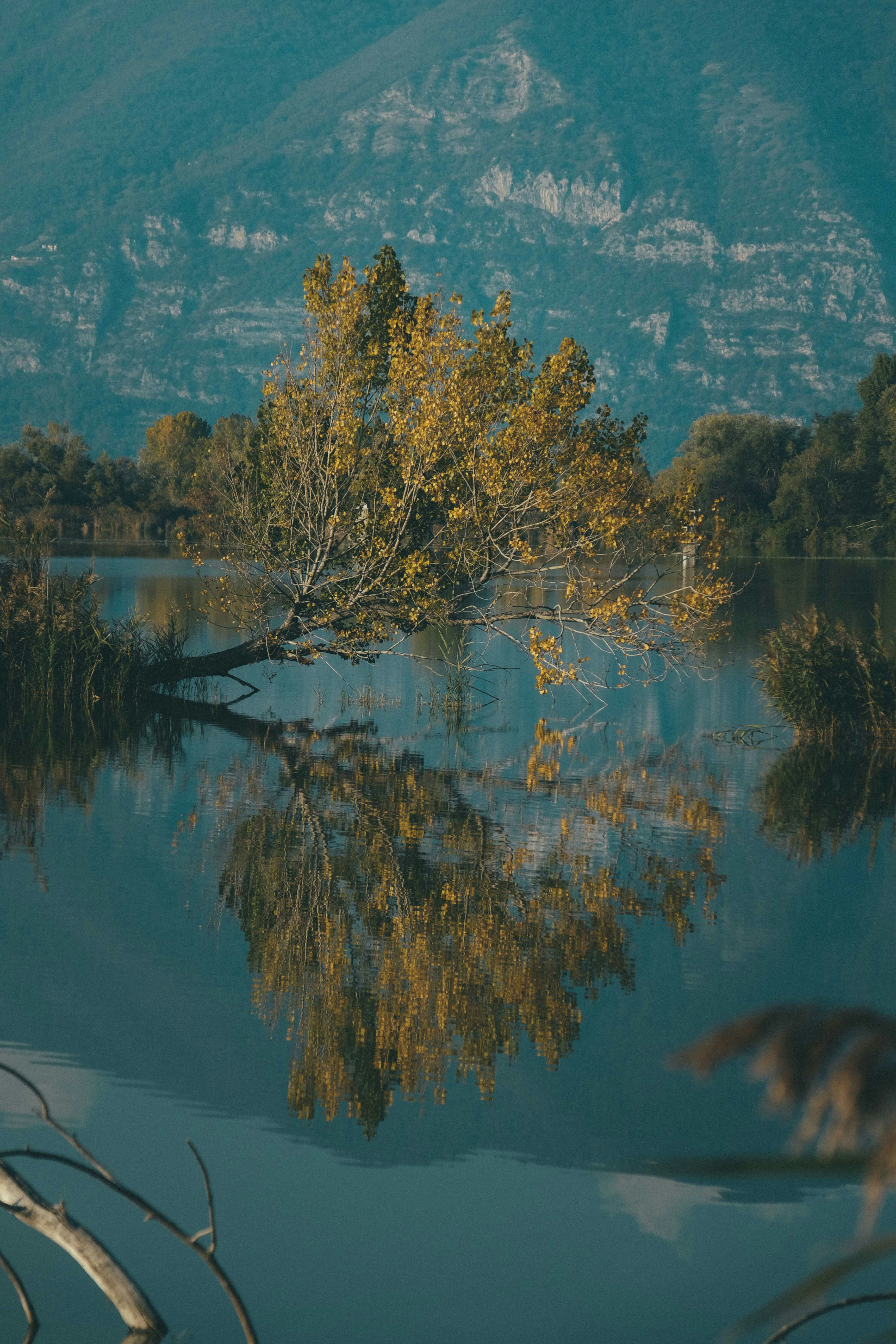 Green trees beside lake during daytime photo – Free Grey Image on Unsplash