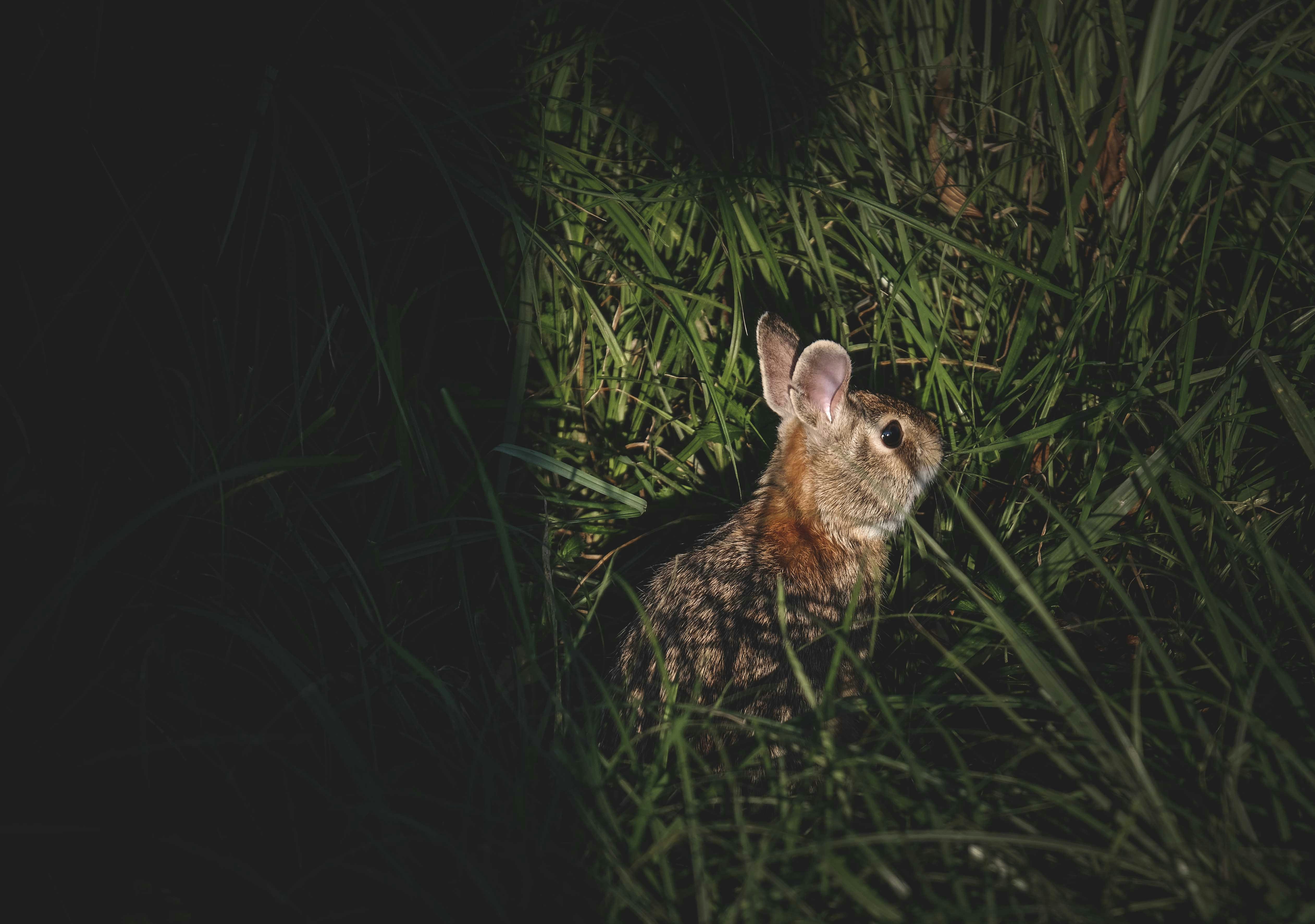 brown rabbit on green grass
