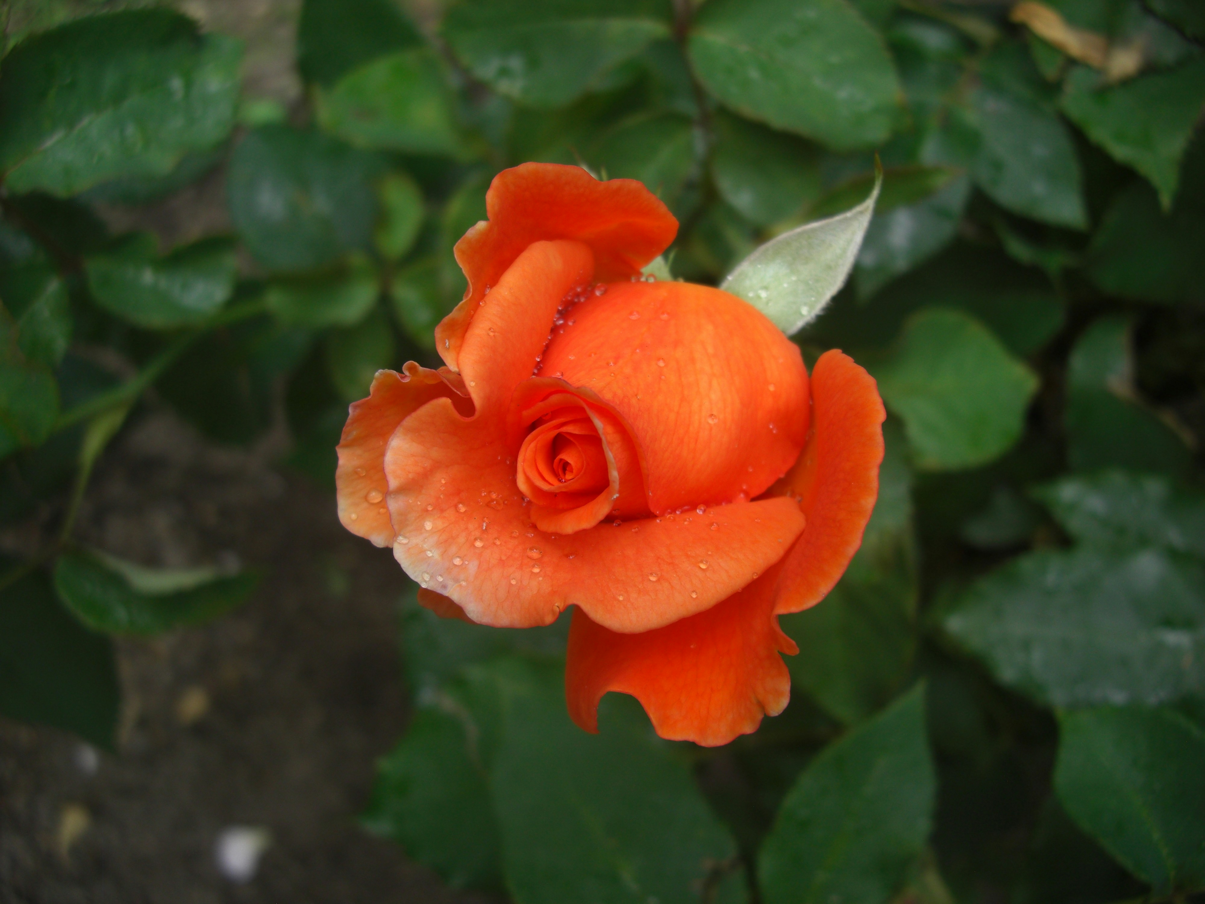 Vibrant orange rose adorned with dew drops, surrounded by lush green foliage. The flower's intricate petals showcase nature's artistry.