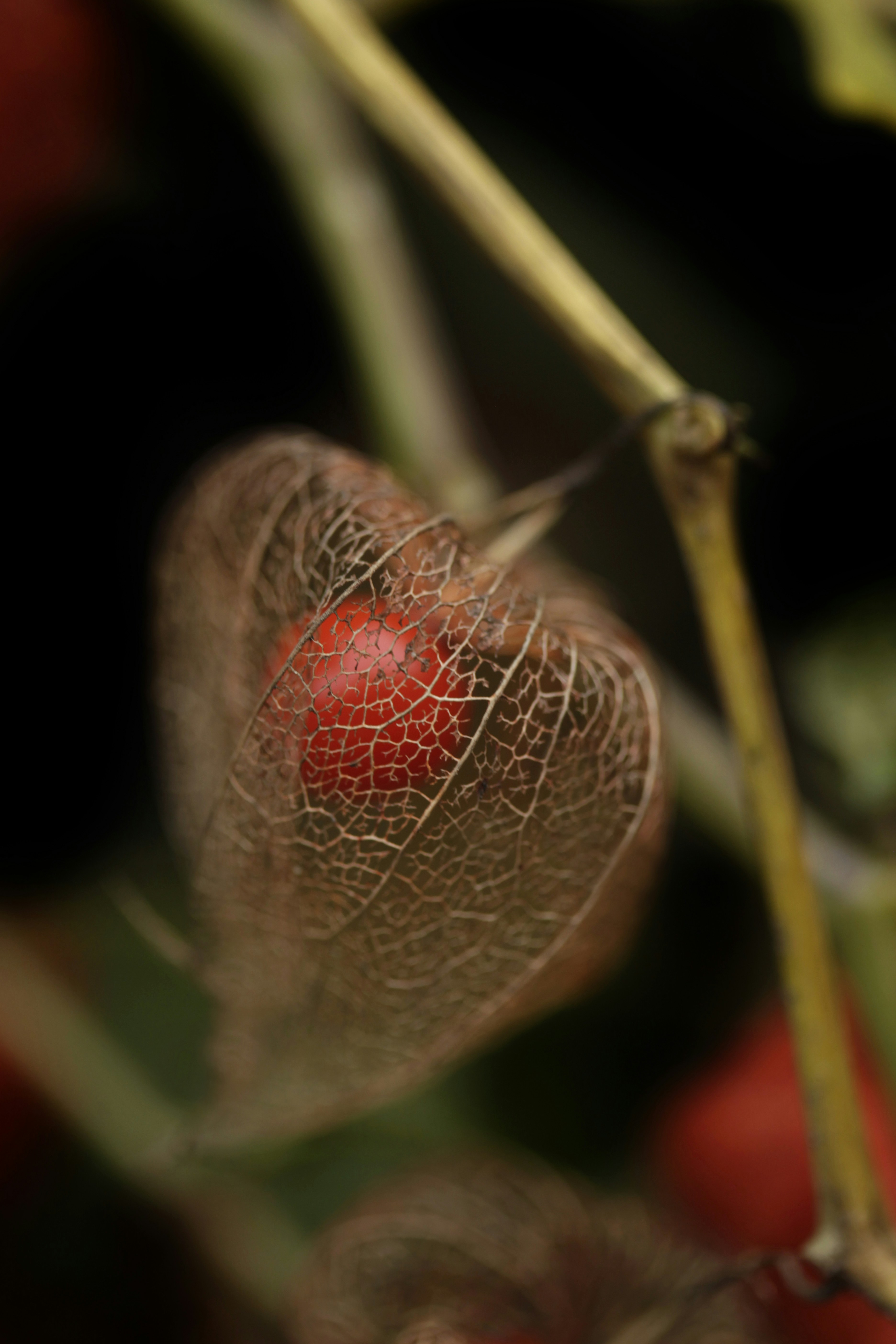 Delicate husk encasing a vibrant red berry, showcasing intricate patterns against a dark backdrop. The interplay of light and shadow highlights the fragility of nature.