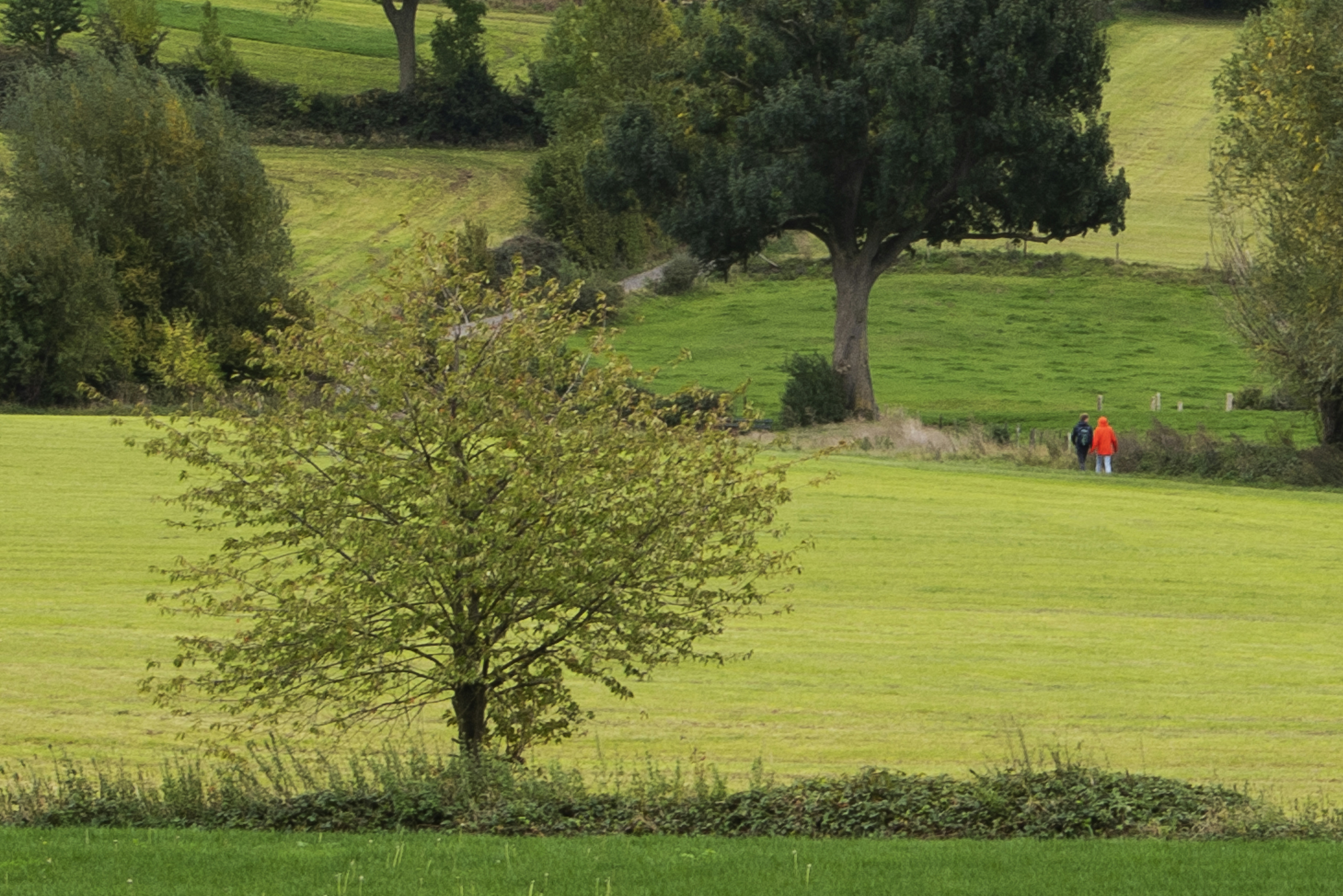 A Serene Stroll Through Autumn's Embrace