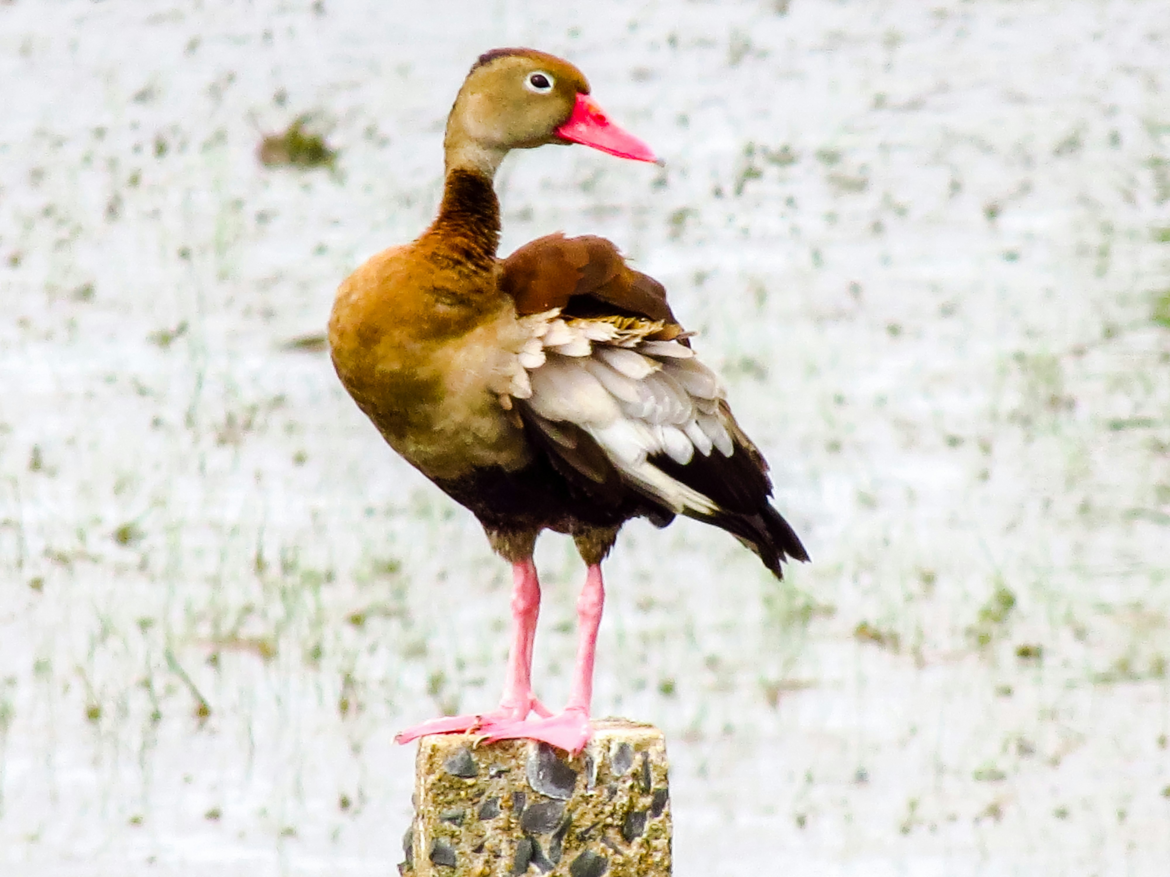 Crimson-Beaked Duck Perched on a Weathered Post in a Snow-Blanketed Field