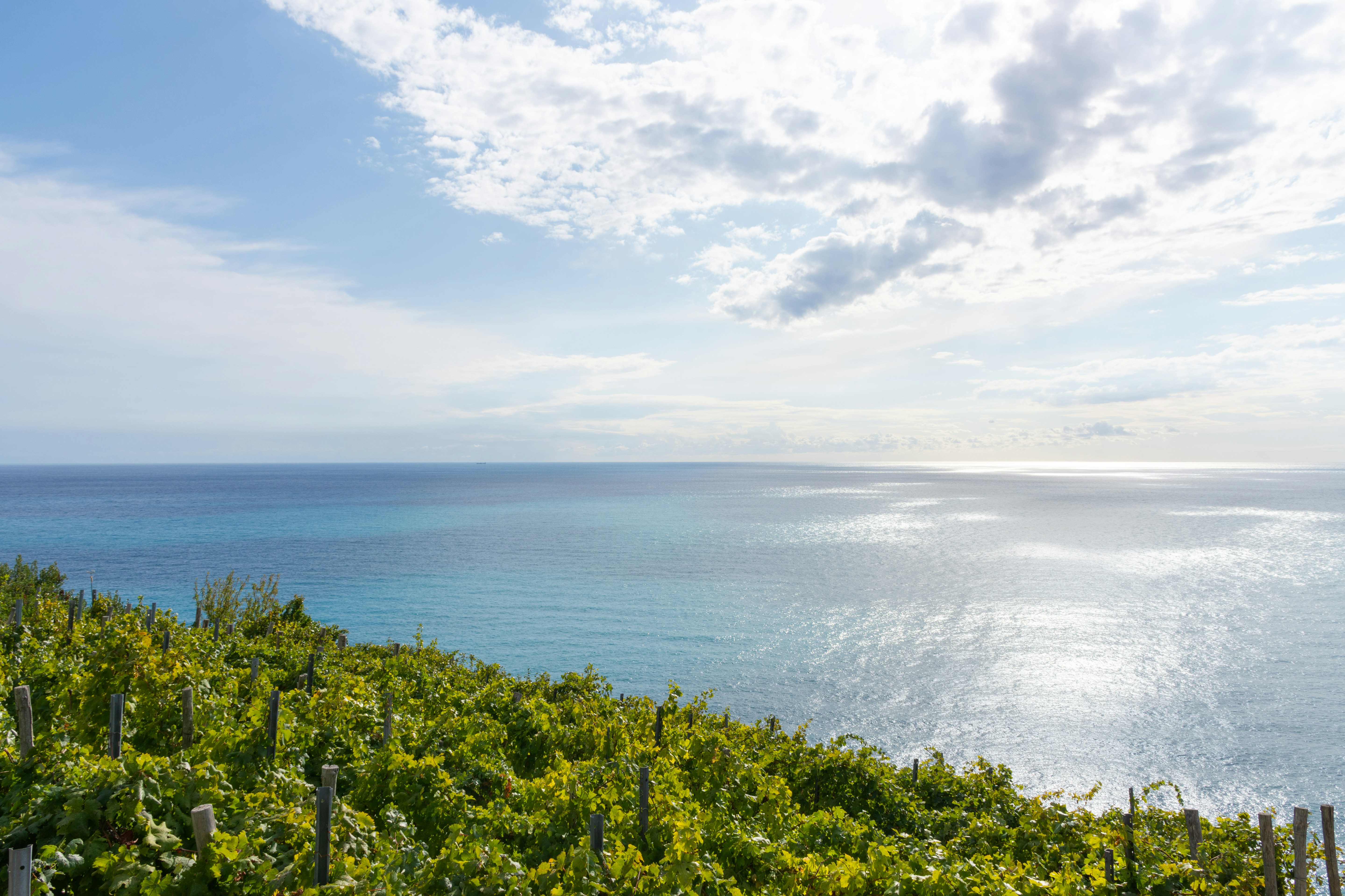 Lush green vineyards cascade down a hillside, meeting the shimmering expanse of the ocean under a partly cloudy sky.