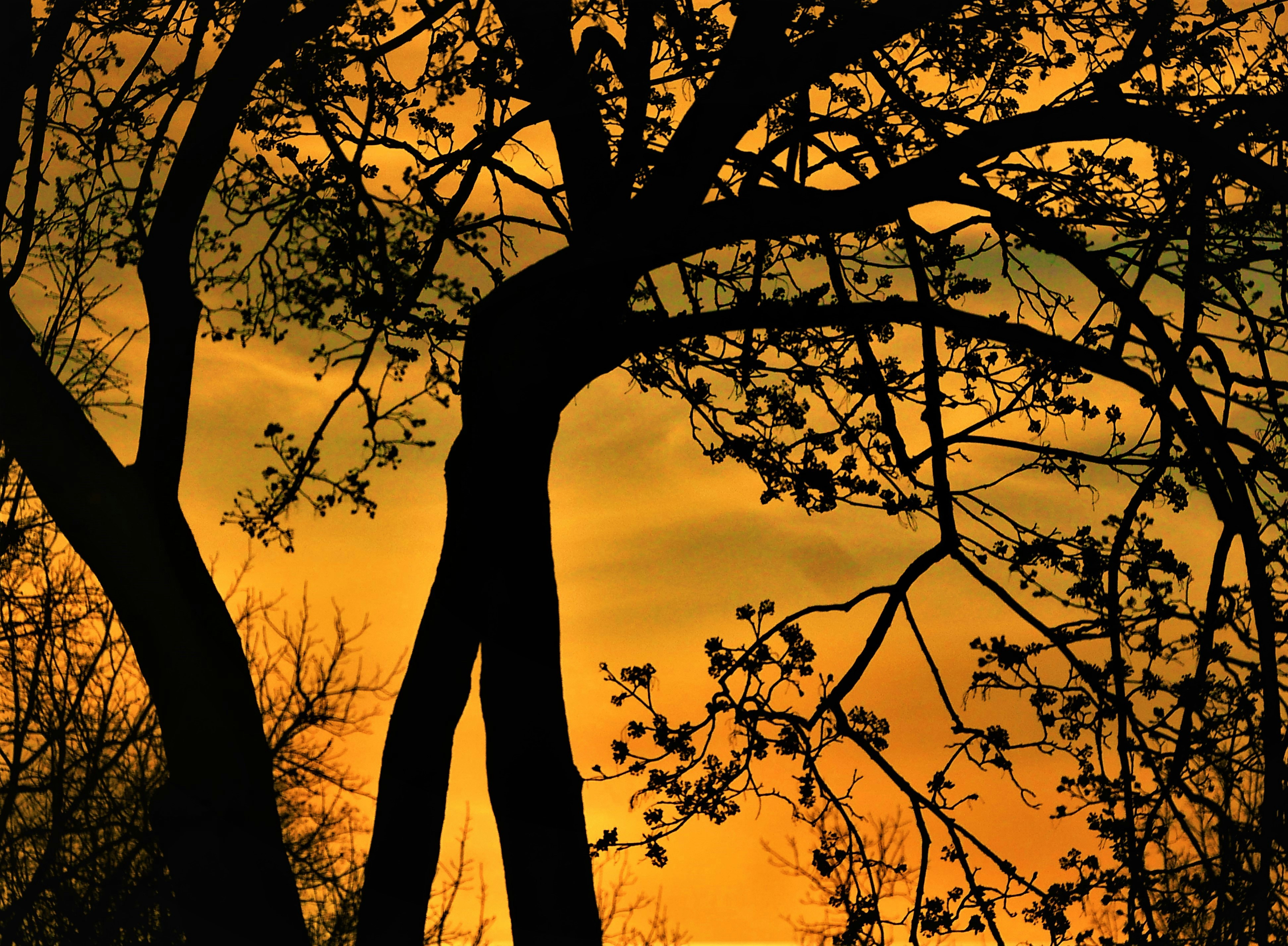 Silhouetted tree trunks and branches frame a glowing orange sunset, emphasizing contrast and depth.