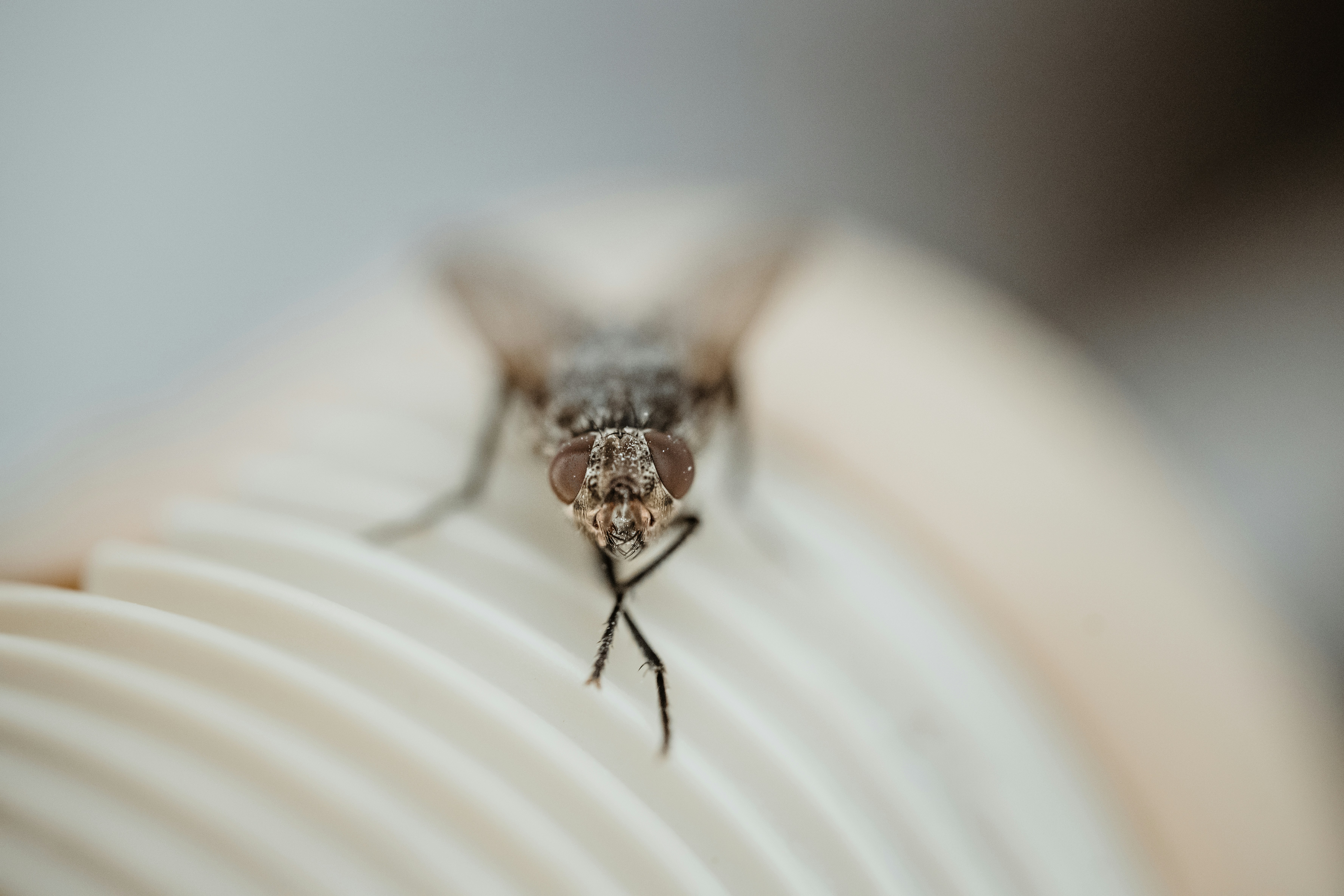 brown and black insect on white surface