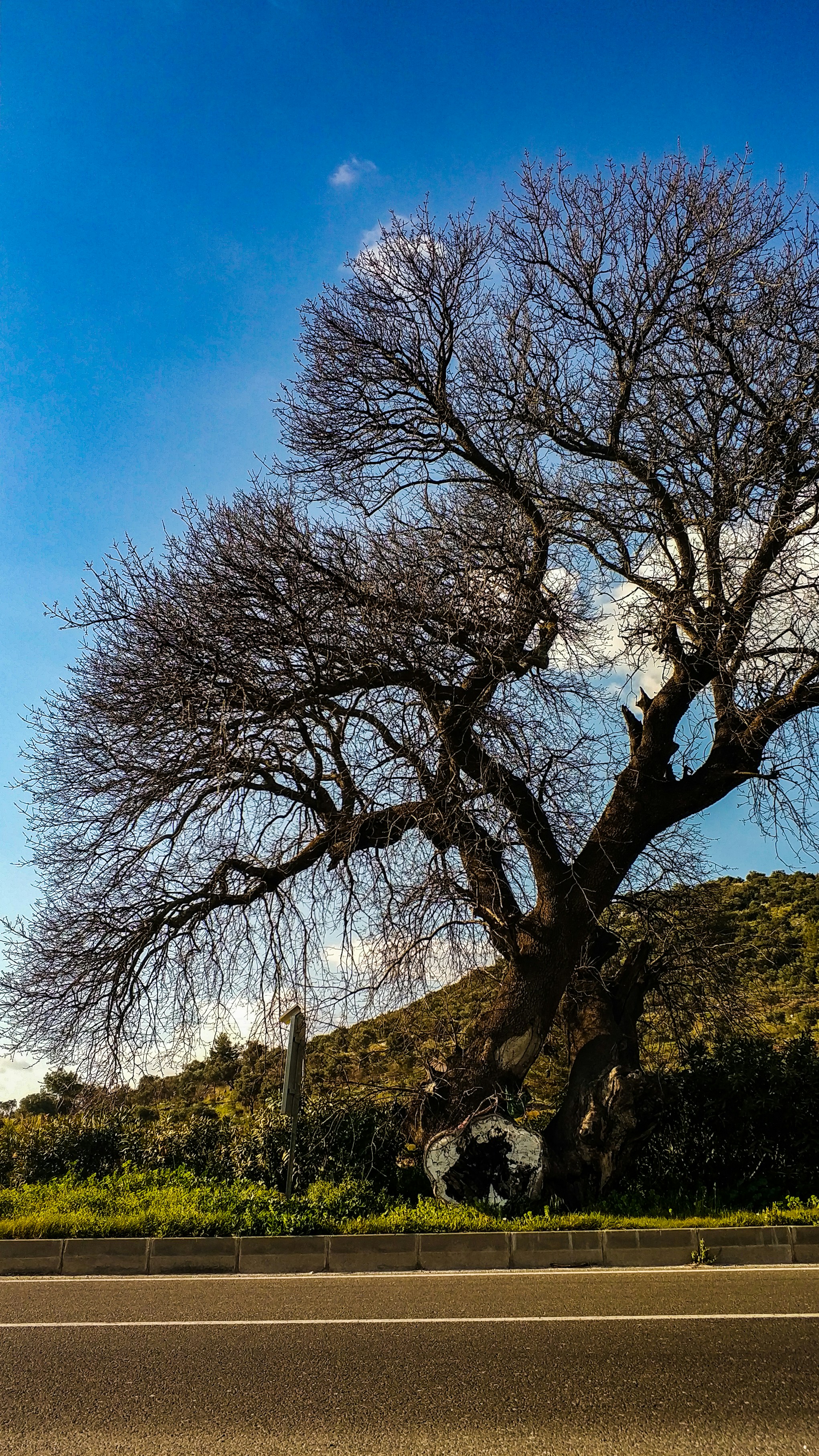 Bare tree with sprawling branches beside a road under a bright blue sky; the scene emphasizes natural form and landscape context.