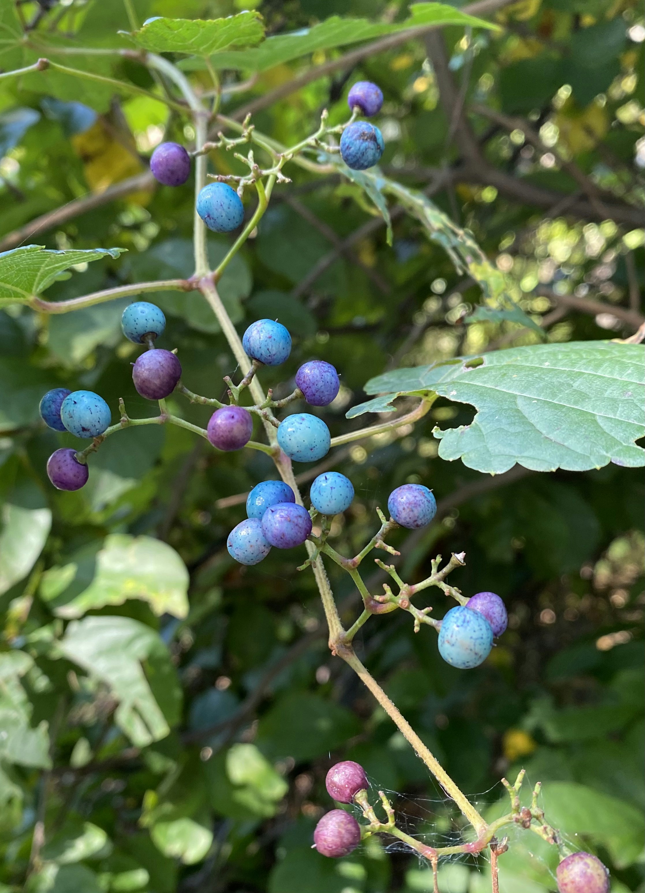 purple round fruit on green leaves