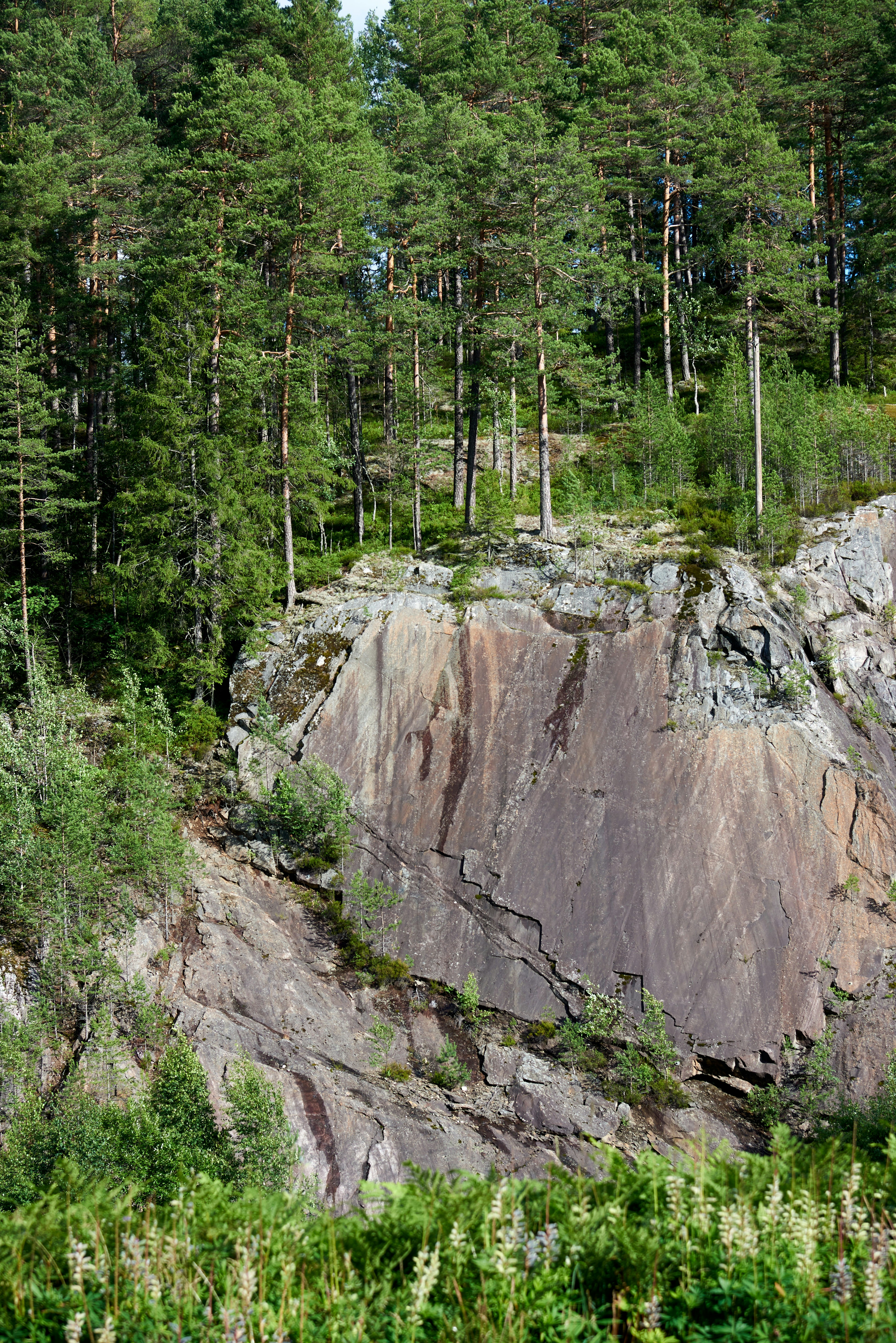 green trees on rocky mountain during daytime