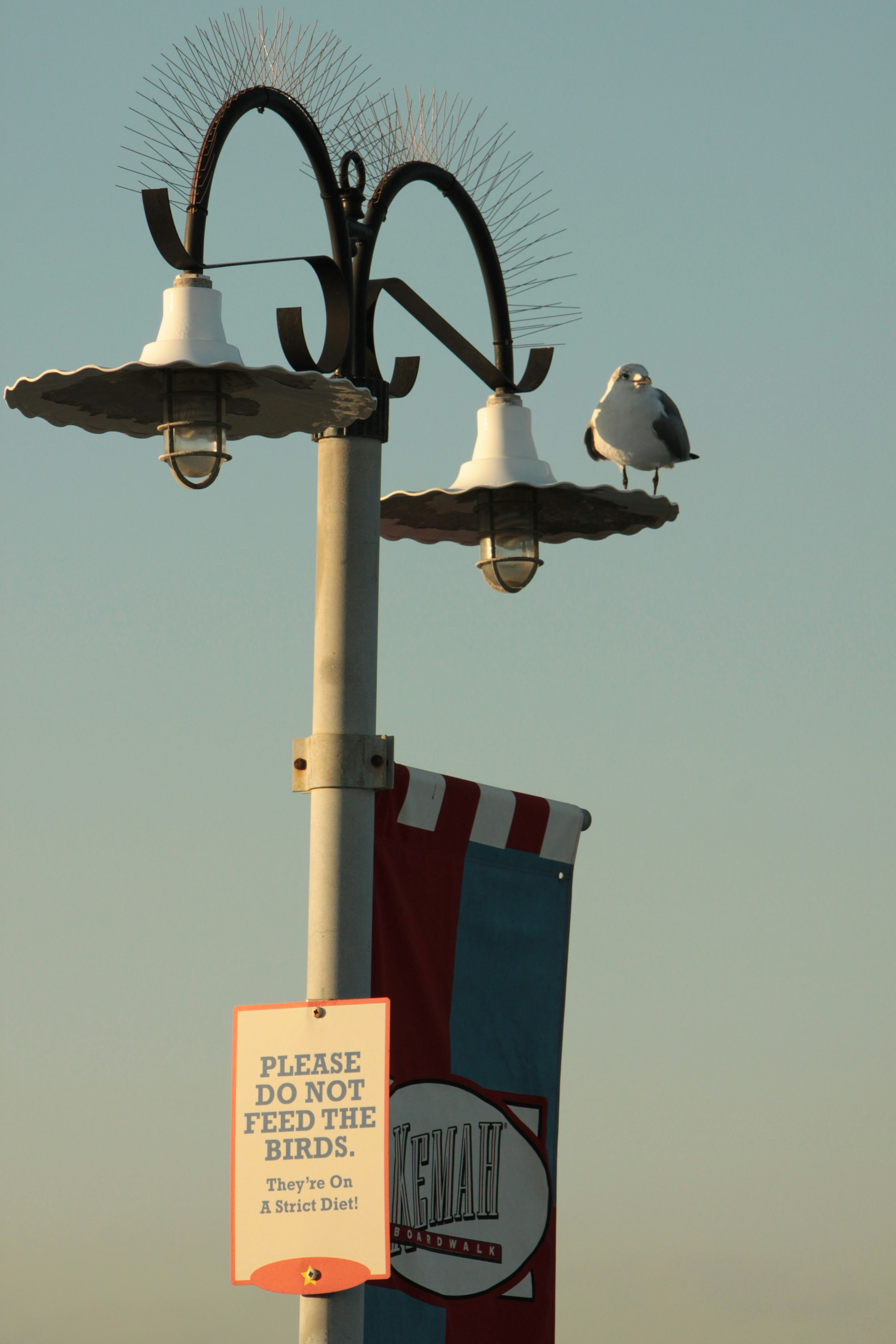 Hilarious composition, the sing mentioning something surreal as a bird on a diet and then a really fat bird on top of the light pole. 