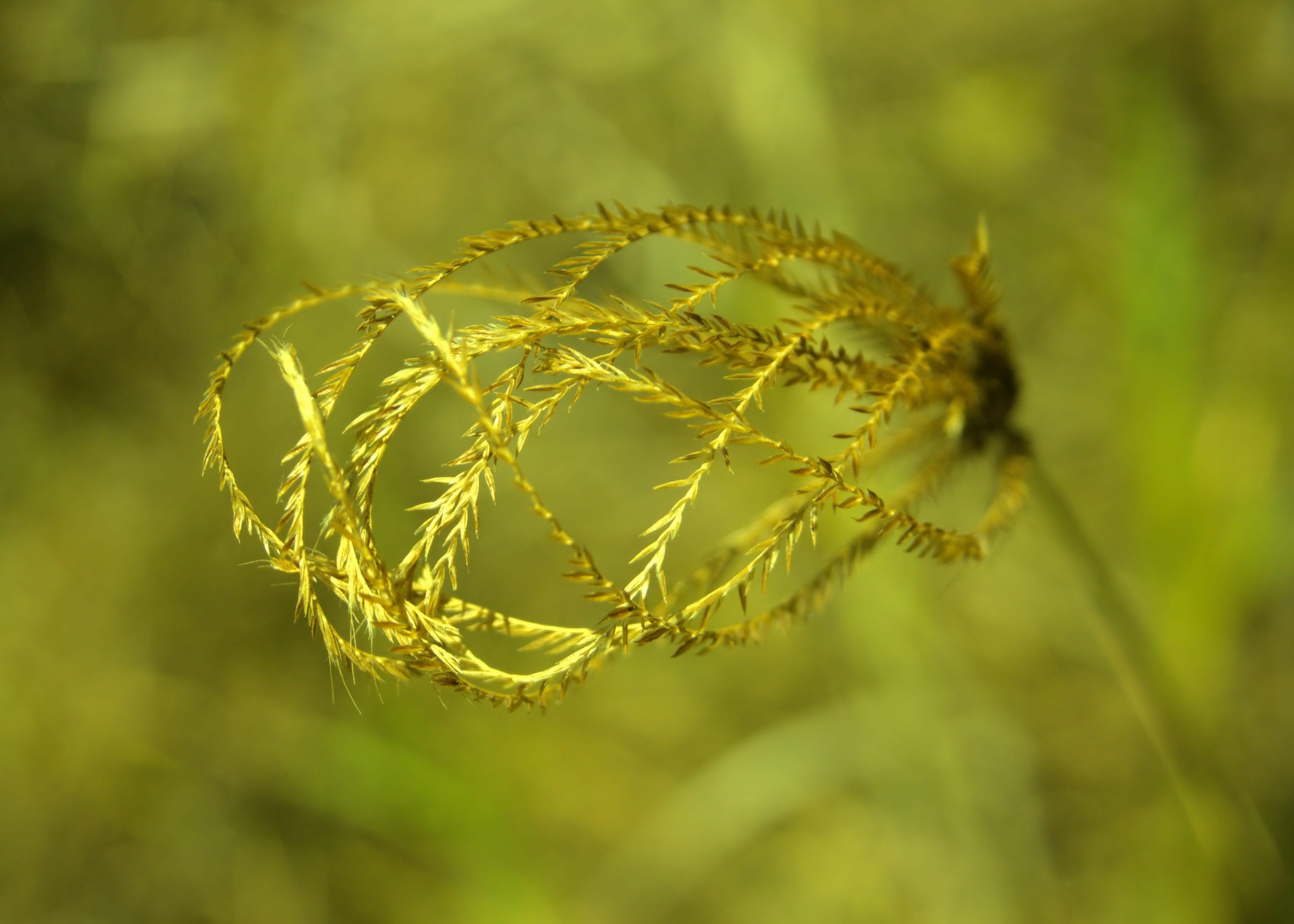 Golden Helix: Close-Up of a Spiraled Grass Seed Head in Soft Green Backdrop