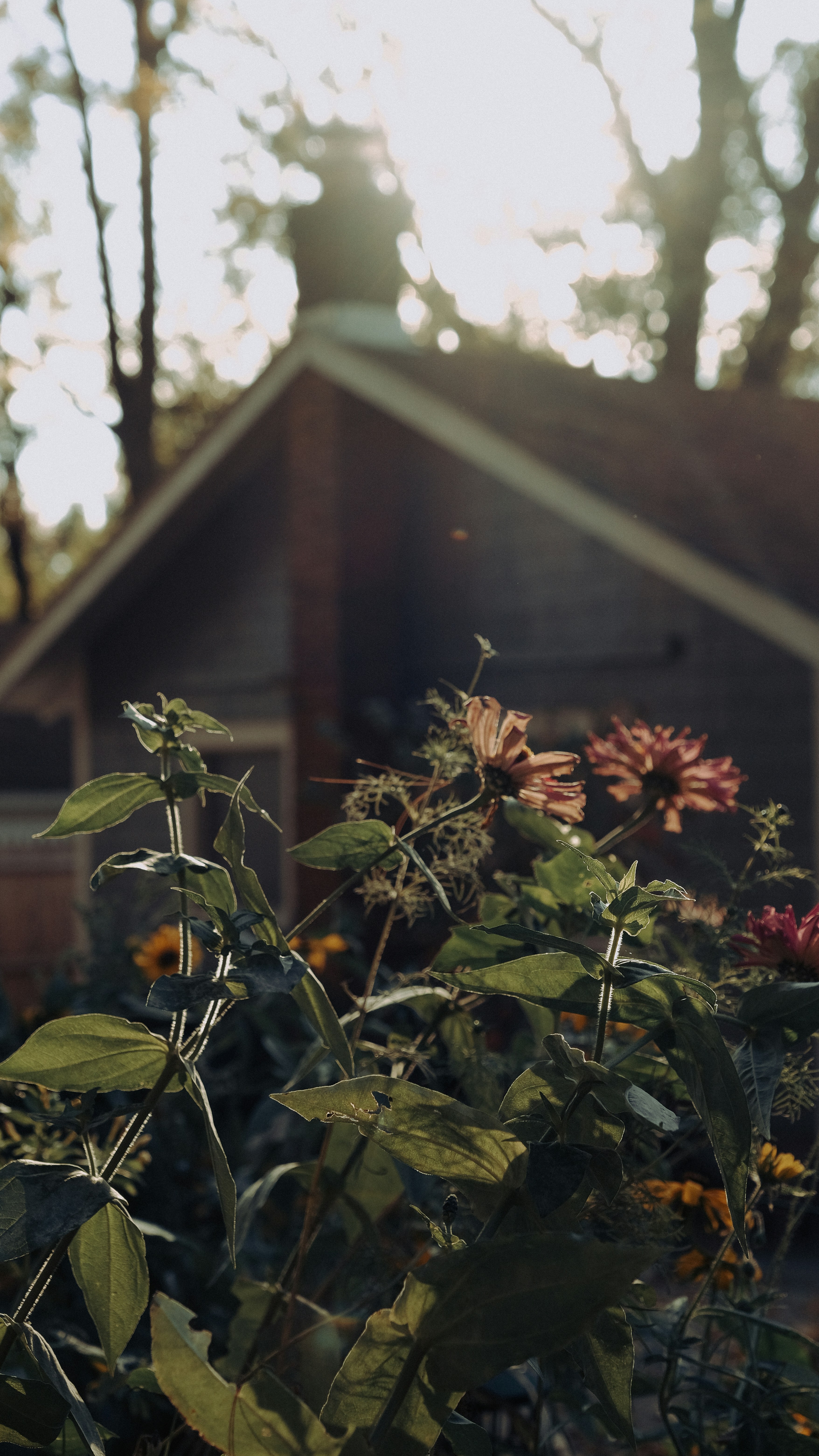Sunlit Garden Bloom in Front of a Cozy Cabin