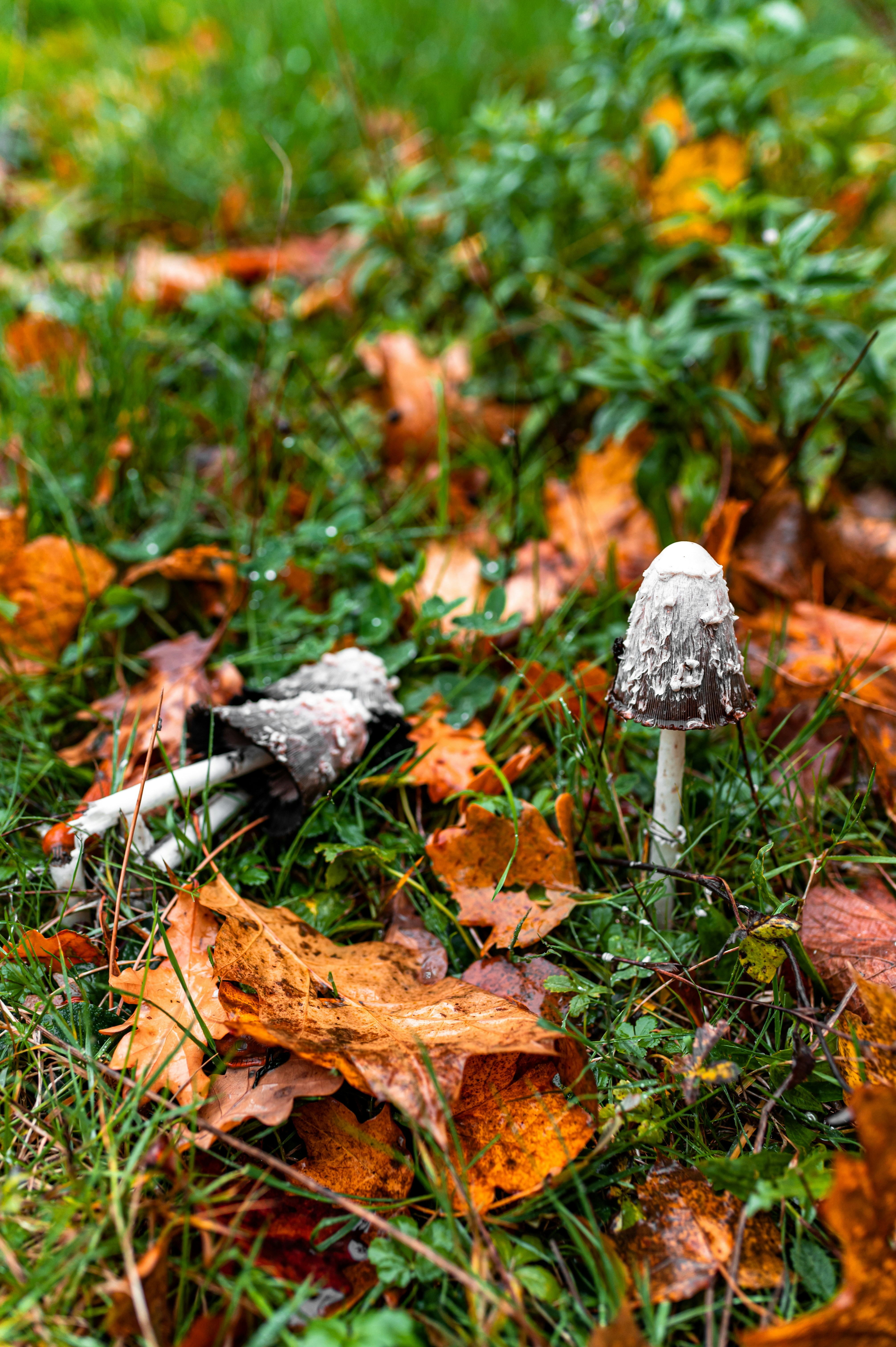 Two mushrooms emerge from a carpet of vibrant autumn leaves, surrounded by dew-kissed grass. The scene captures the essence of seasonal change.