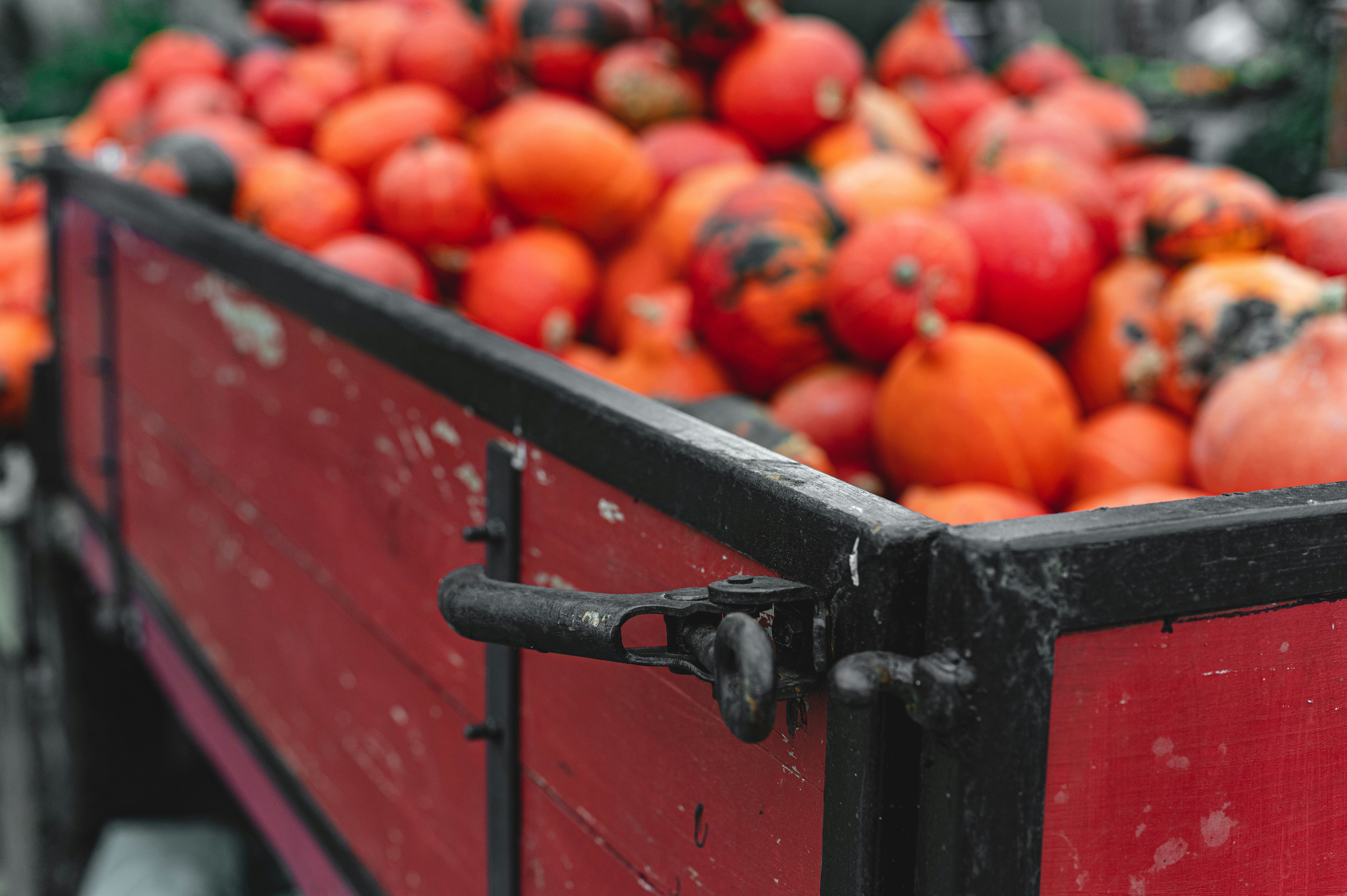 Cardboard crates and red pumpkins: a rustic harvest at dusk