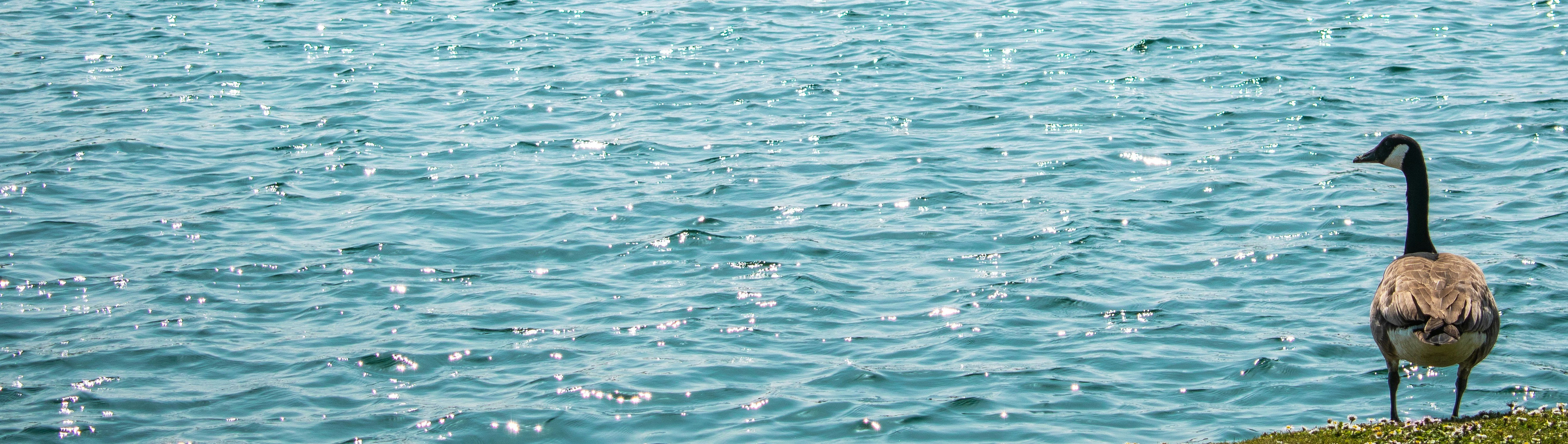  solitary swan at the water’s edge
