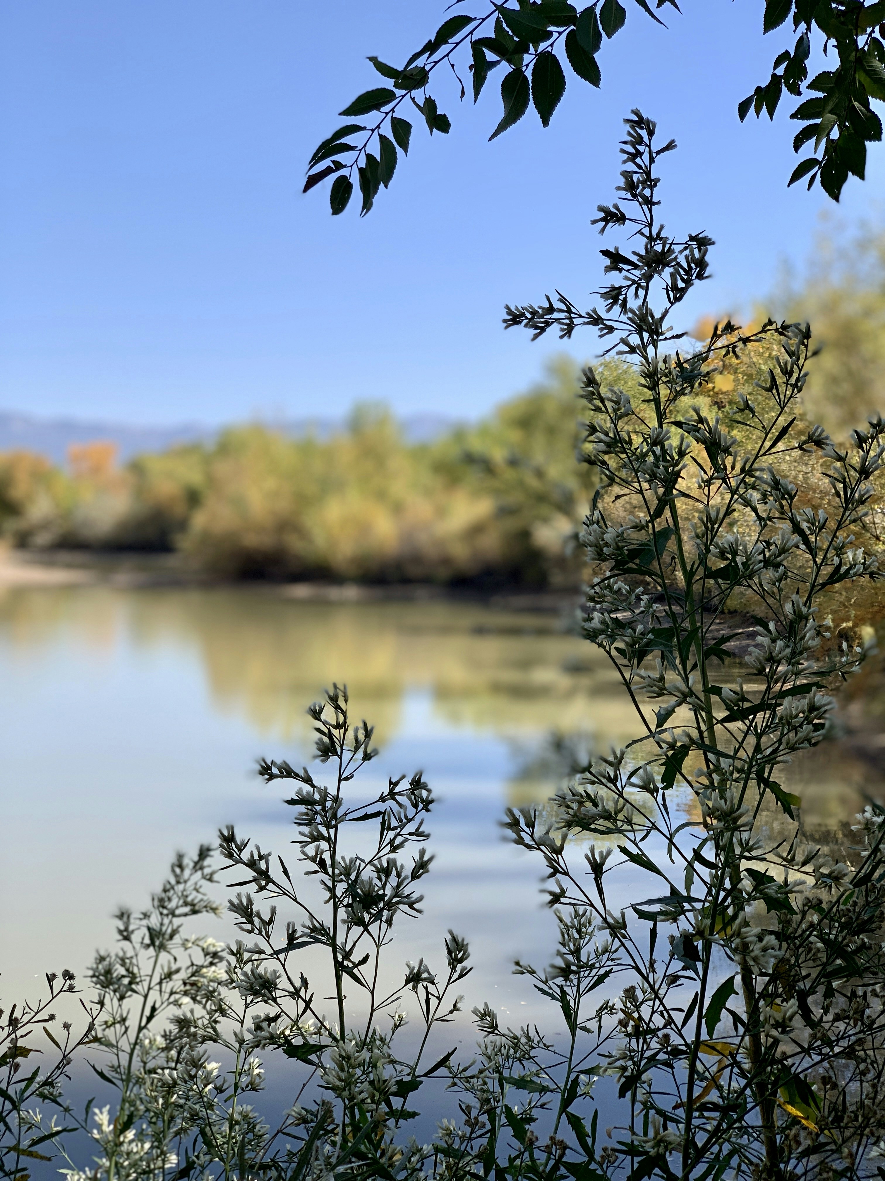 Framing the Lake: Autumn Seedheads in Sharp Focus