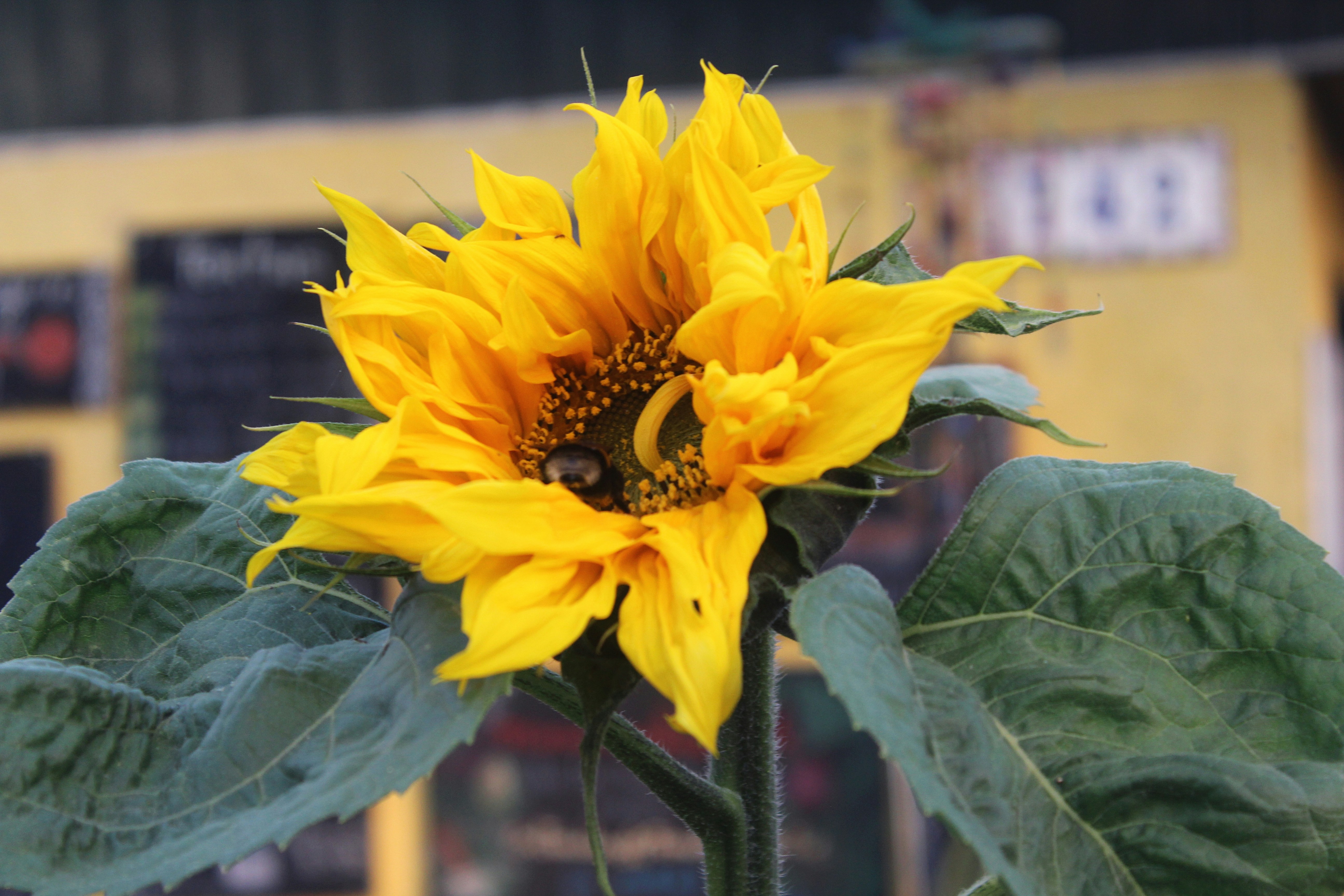 Vibrant sunflower with lush green leaves, showcasing intricate details of its petals and center. A bee is nestled within the bloom.