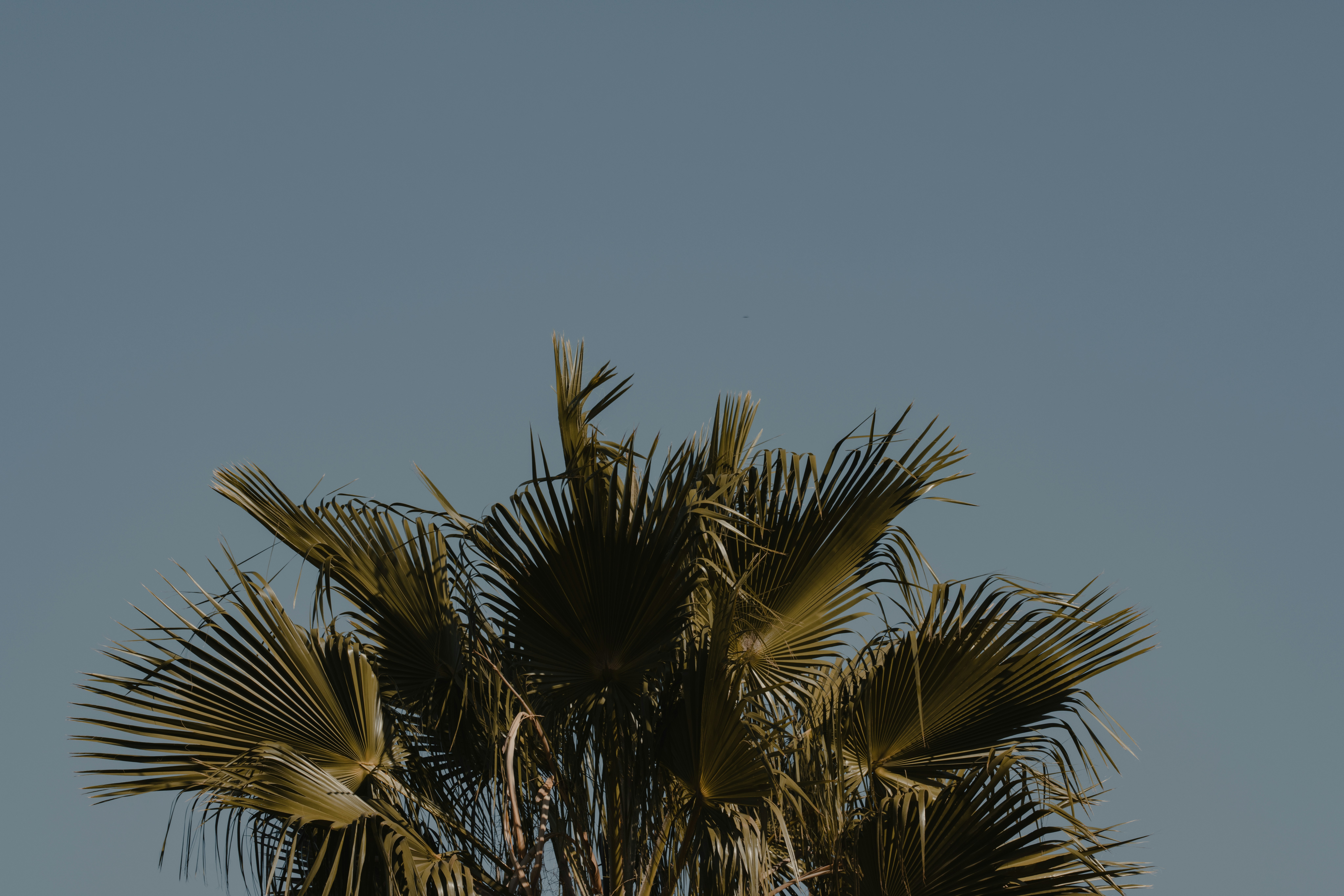 Majestic palm tree stretching towards a clear blue sky, embodying the essence of tropical tranquility.