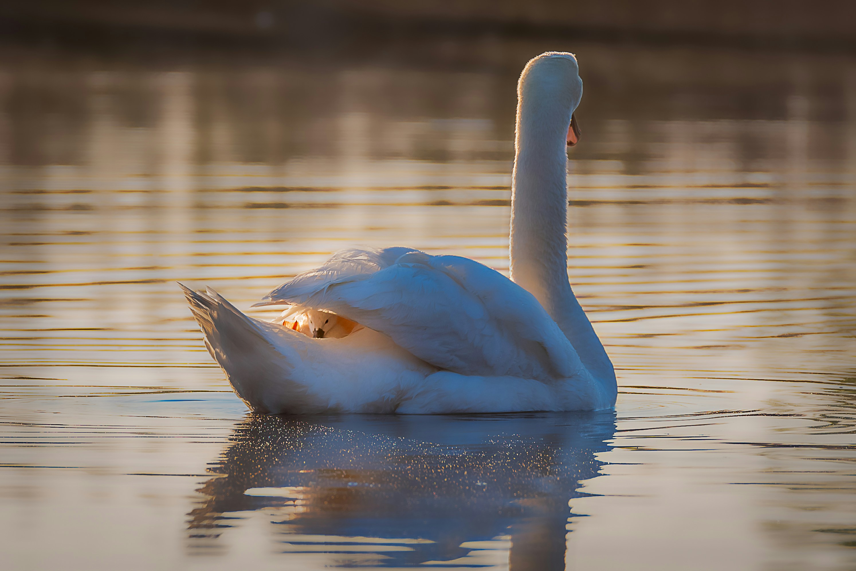 Elegance in Motion: The Serene Swan